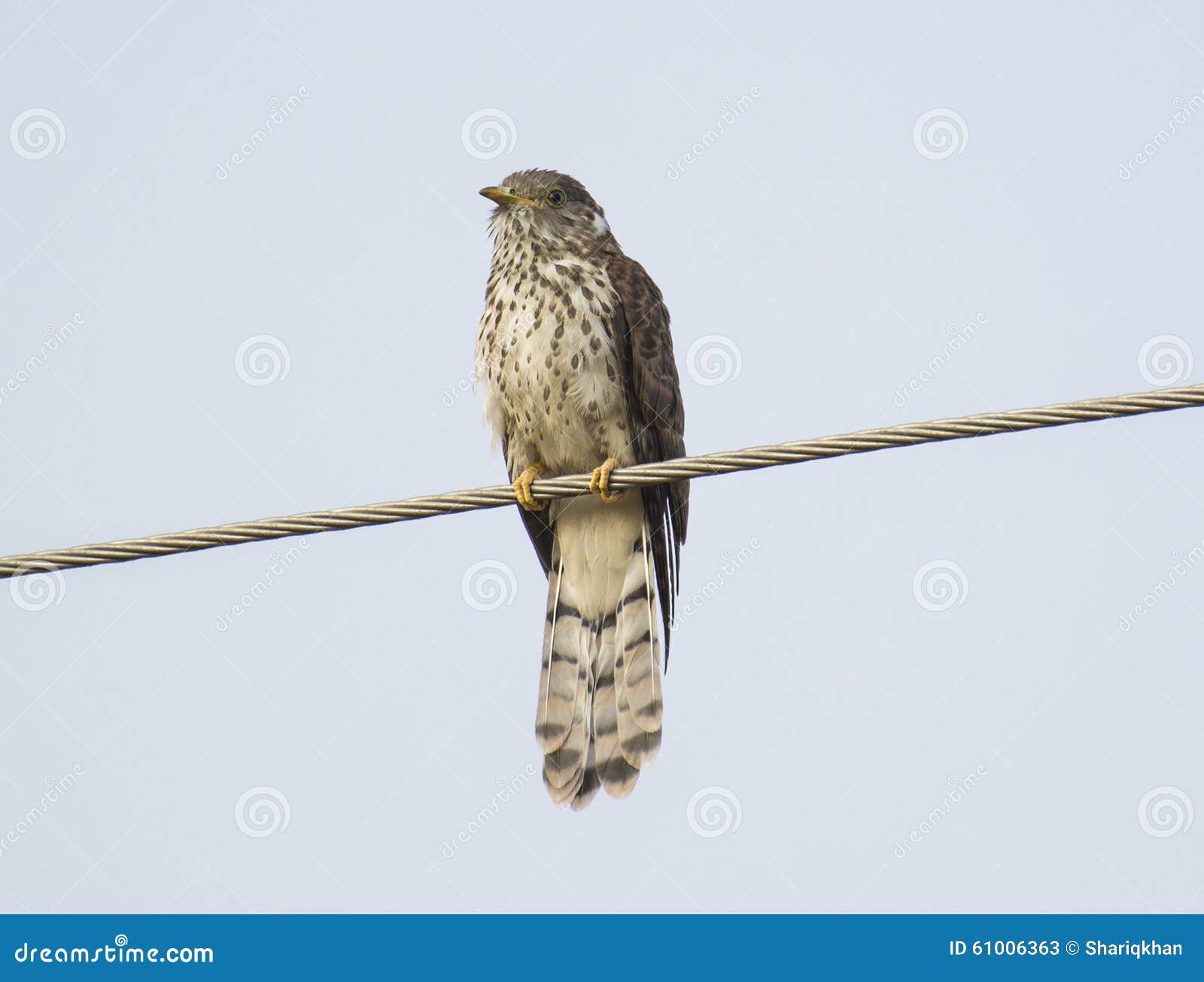 Common Hawk Cuckoo stock image. Image of indian, birdwatching - 61006363