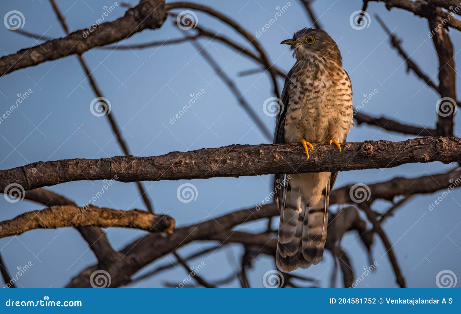 Barred Gliding Lizard - Draco Taeniopterus - Draco Is A Genus Of Agamid ...
