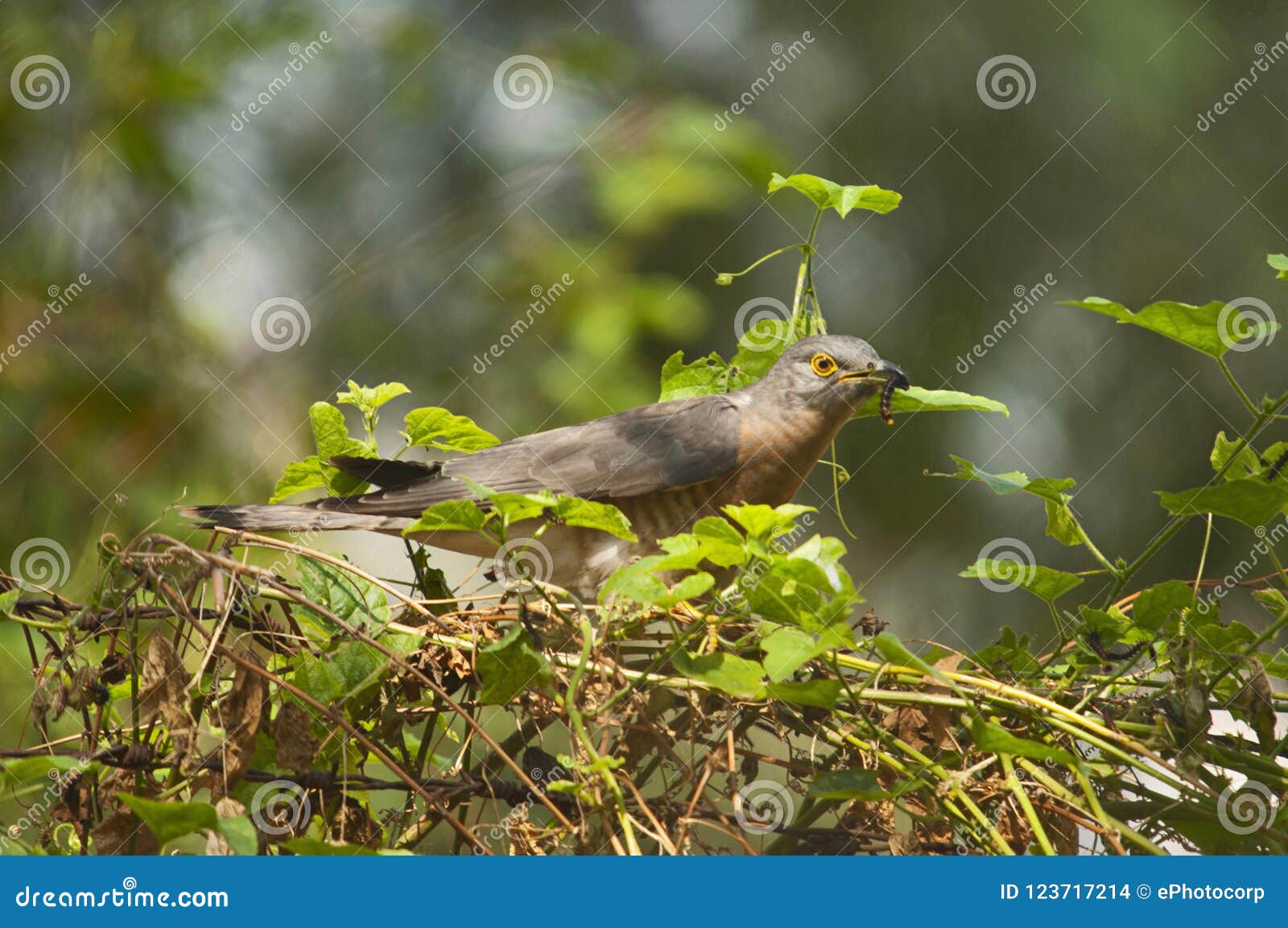 The Common Hawk-cuckoo, Hierococcyx Varius, Popularly Known As the ...