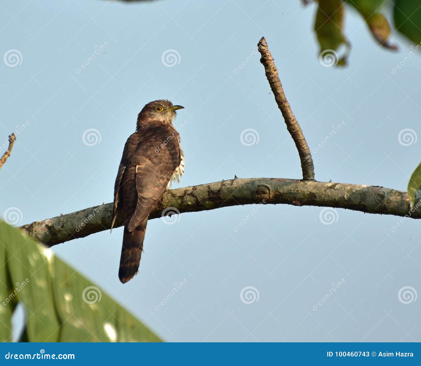 Common hawk-cuckoo young stock image. Image of nature - 100460743