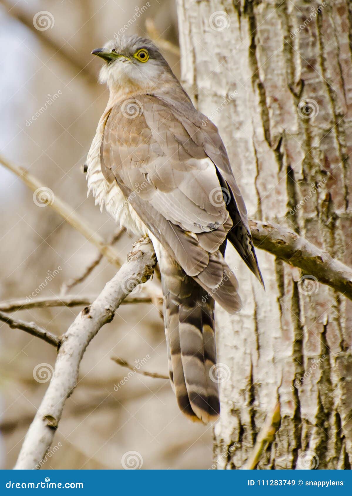 Common hawk cukoo stock image. Image of nature, common - 111283749