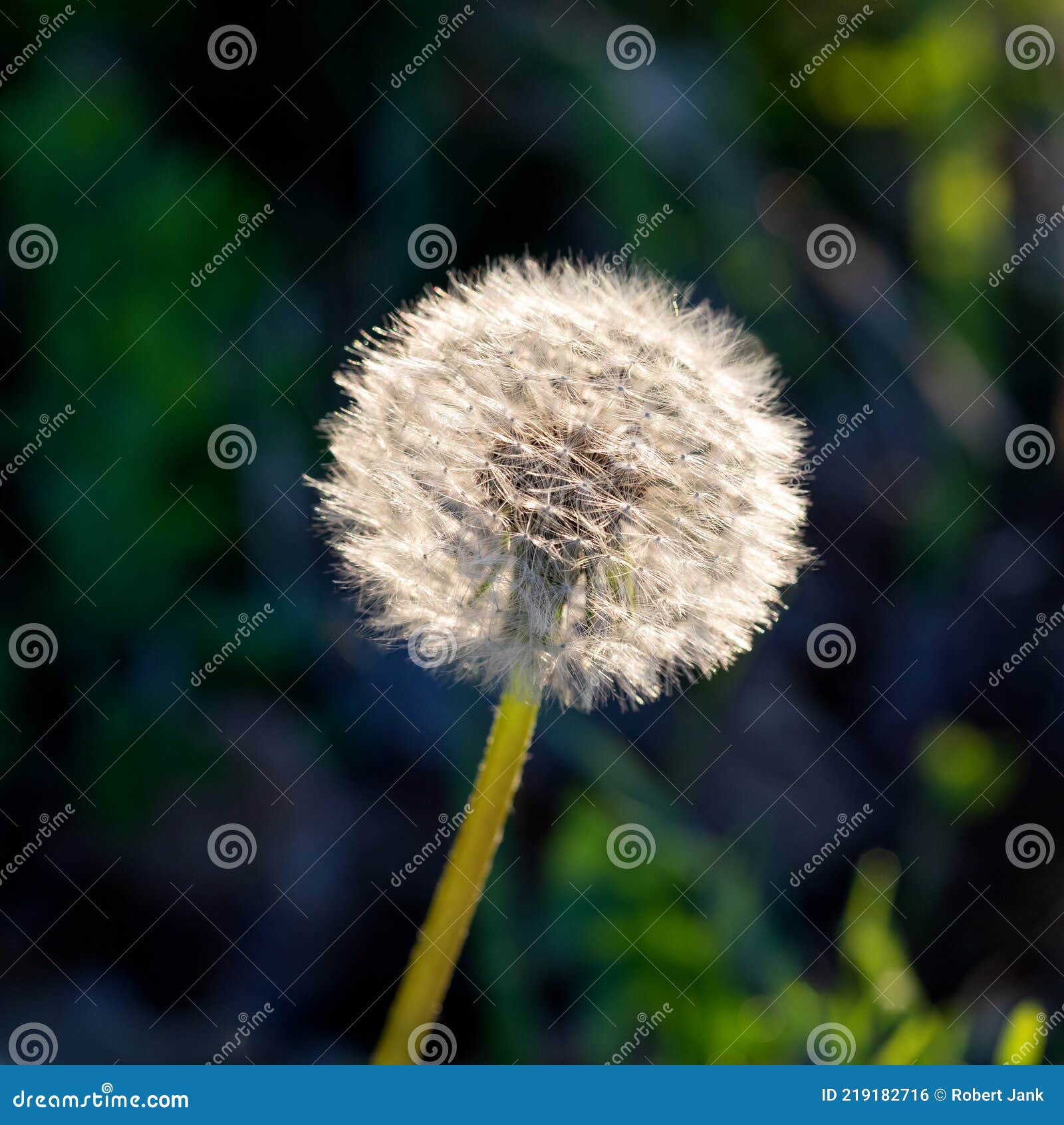 Common hawkbit, Dandelion stock photo. Image of white - 219182716