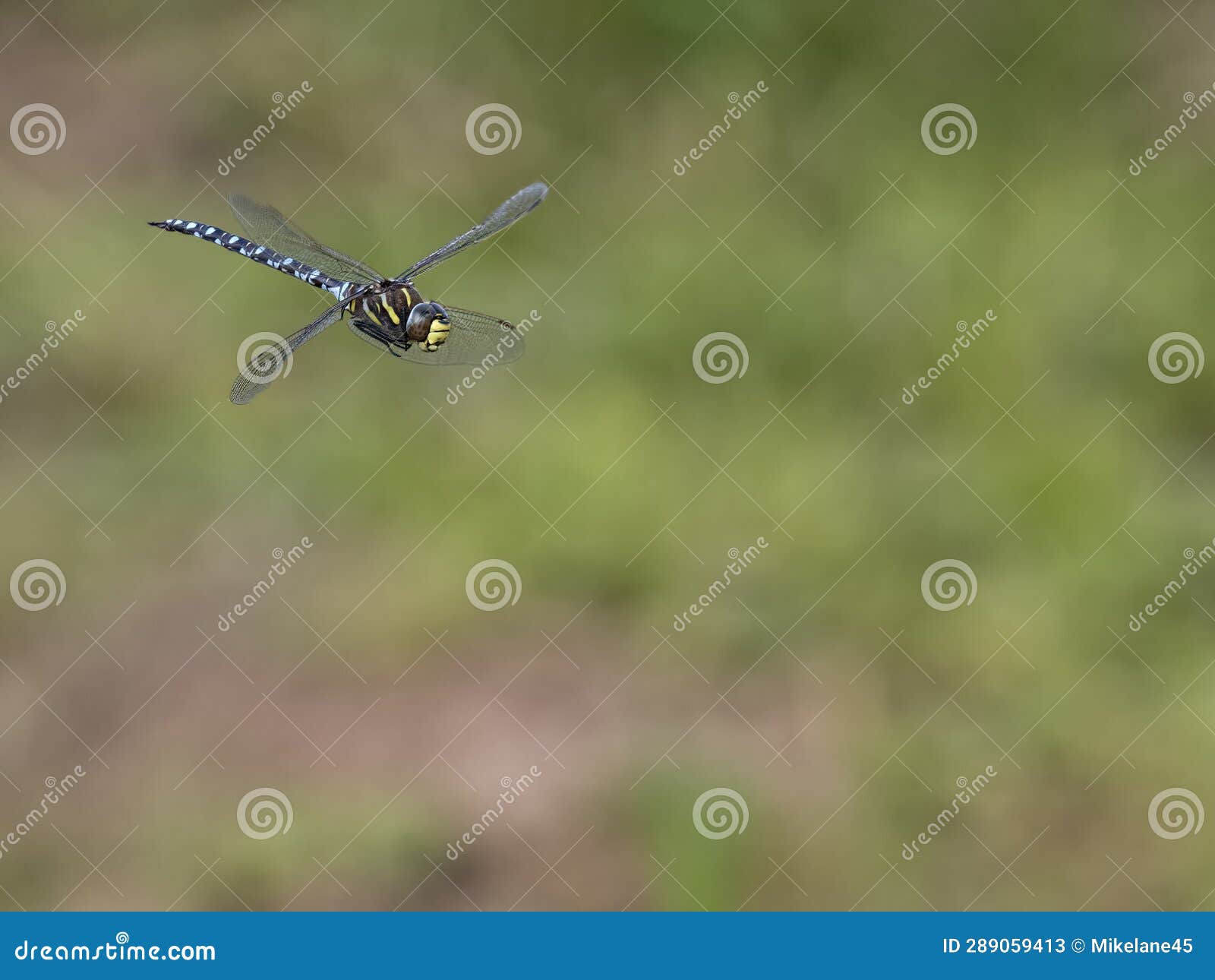 Common Hawker, Aeshna Junce Stock Image - Image of junce, 2023: 289059413