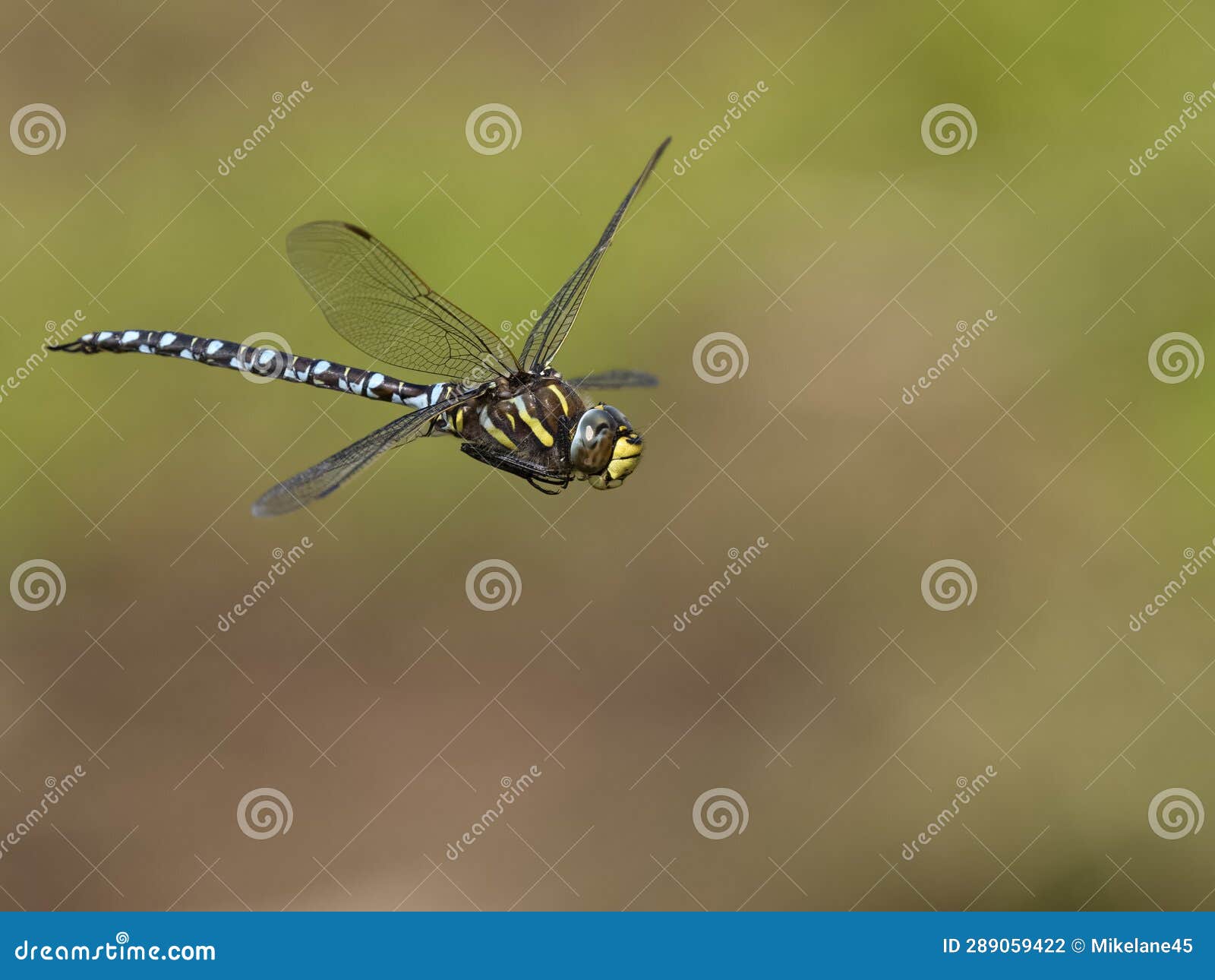 Common Hawker, Aeshna Junce Stock Photo - Image of nature, common ...