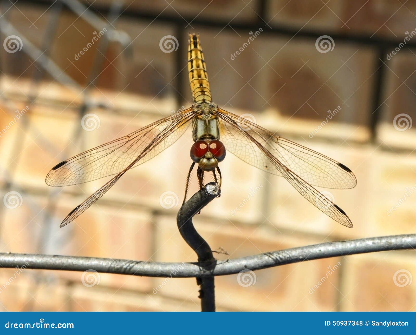 Common Hawker Dragonfly 1 stock photo. Image of prey - 50937348