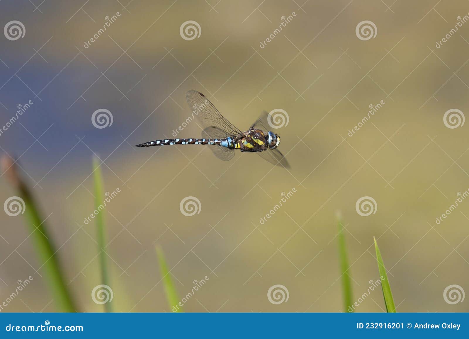 Common Hawker Dragonfly in Flight Stock Image - Image of action ...
