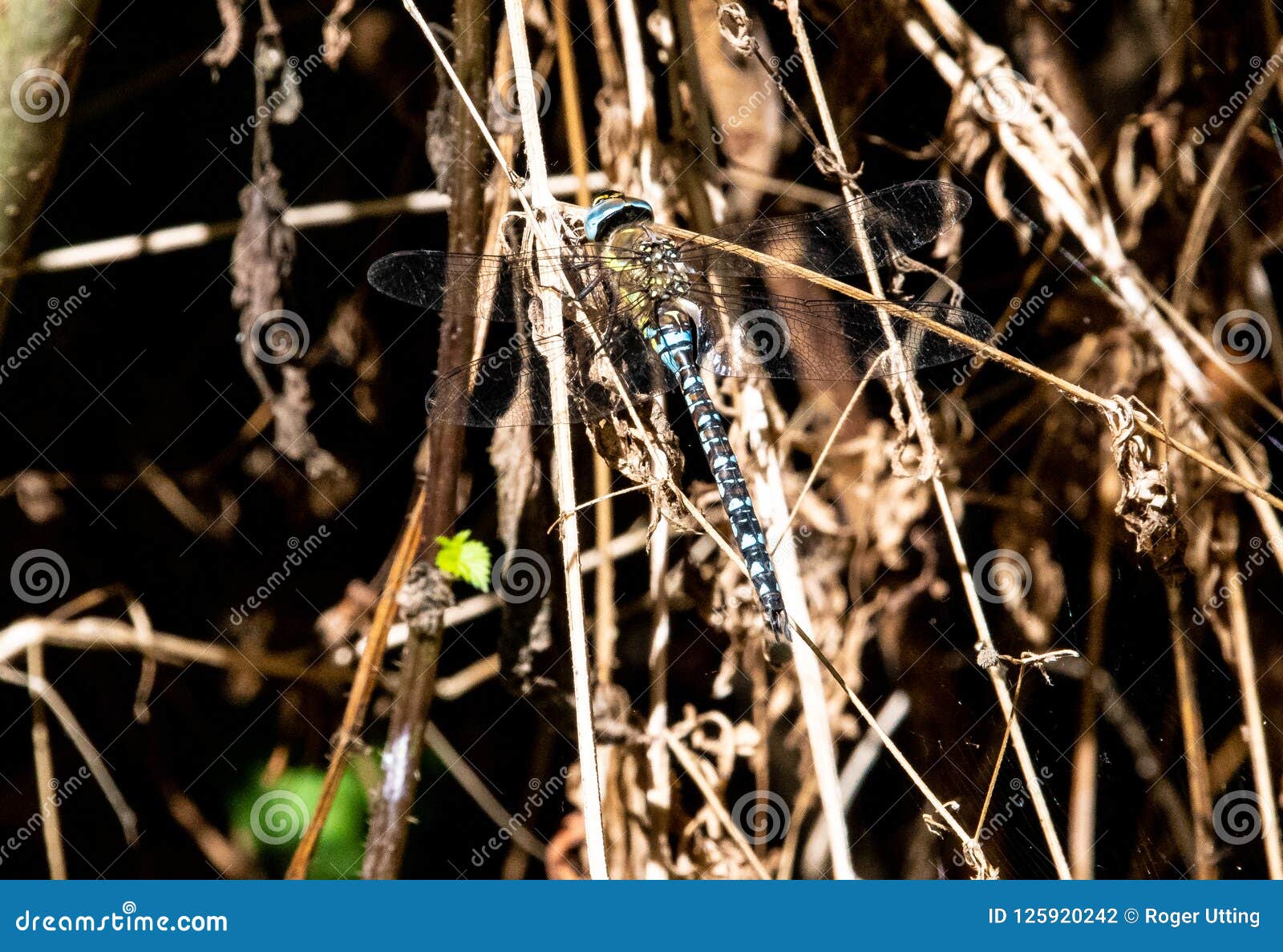 A Common Hawker Dragonfly stock photo. Image of invertebrate - 125920242
