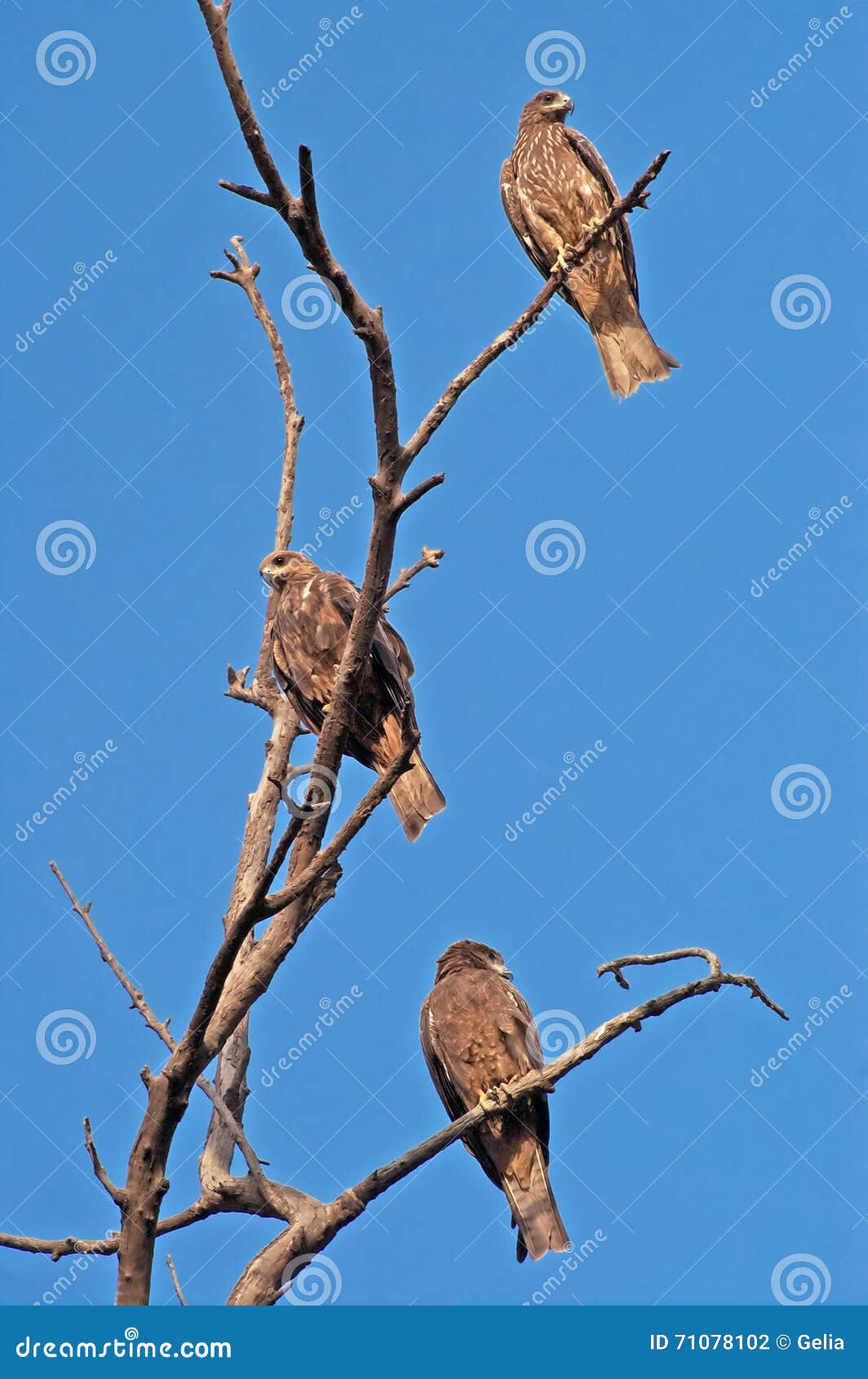 Common Hawks (Coculus Varius Vahl) on the Tree, India Stock Photo ...