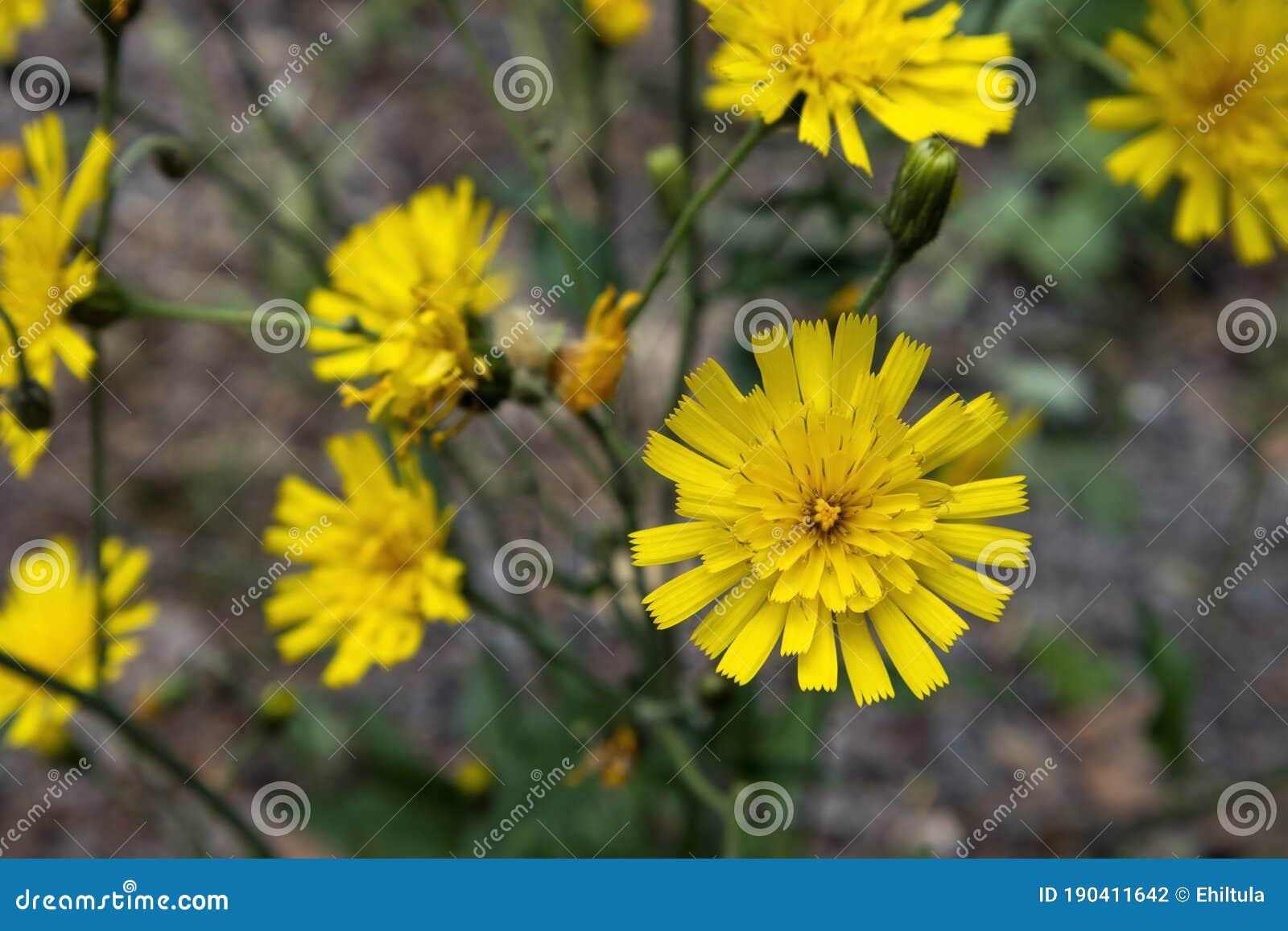 Common Hawkweeds, Hieracium Sect. Vulgata Stock Photo - Image of ...