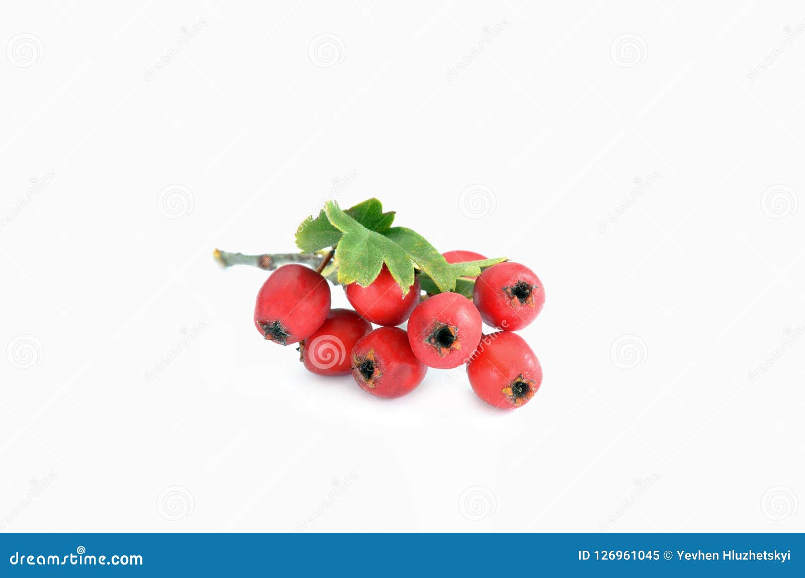 Common Hawthorn Crataegus Oxyacantha, Stock Image - Image of white ...