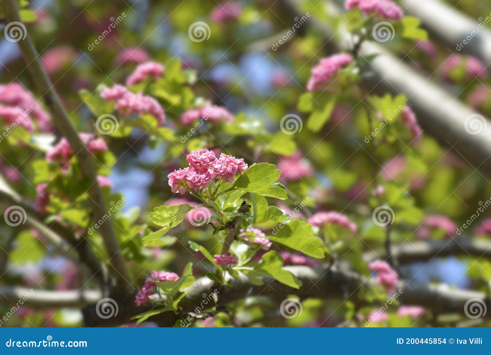 Common Hawthorn stock photo. Image of common, garden - 200445854