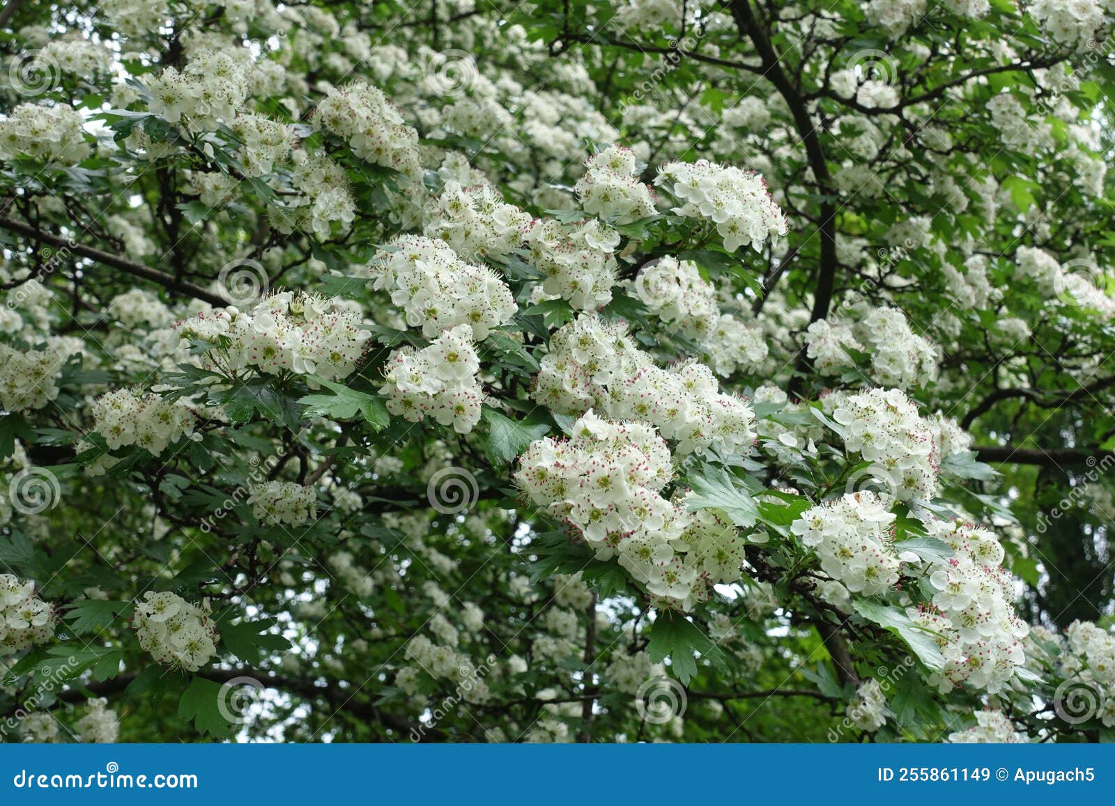 Common Hawthorn Tree in Full Bloom Stock Image - Image of green, corymb ...