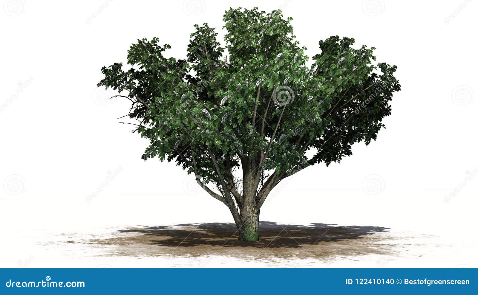 Hawthorn Shrub Leaf. Vector Illustration. Outline, Silhouette, Line Art ...