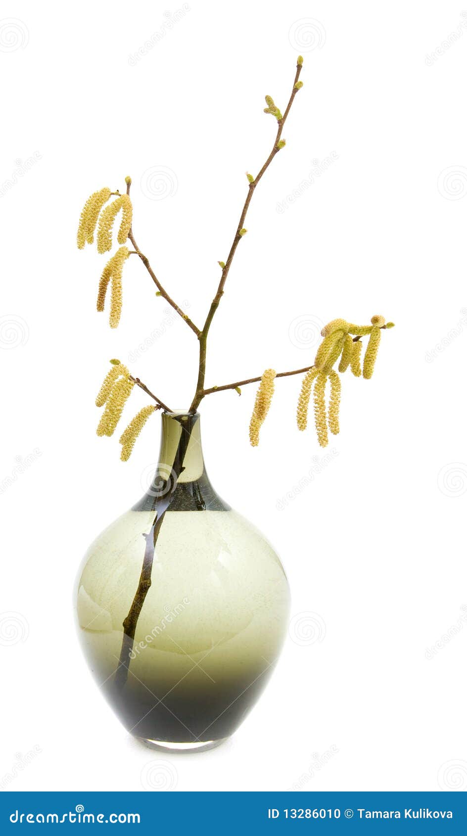 Common Hazel stock photo. Image of hazel, aments, nature - 13286010