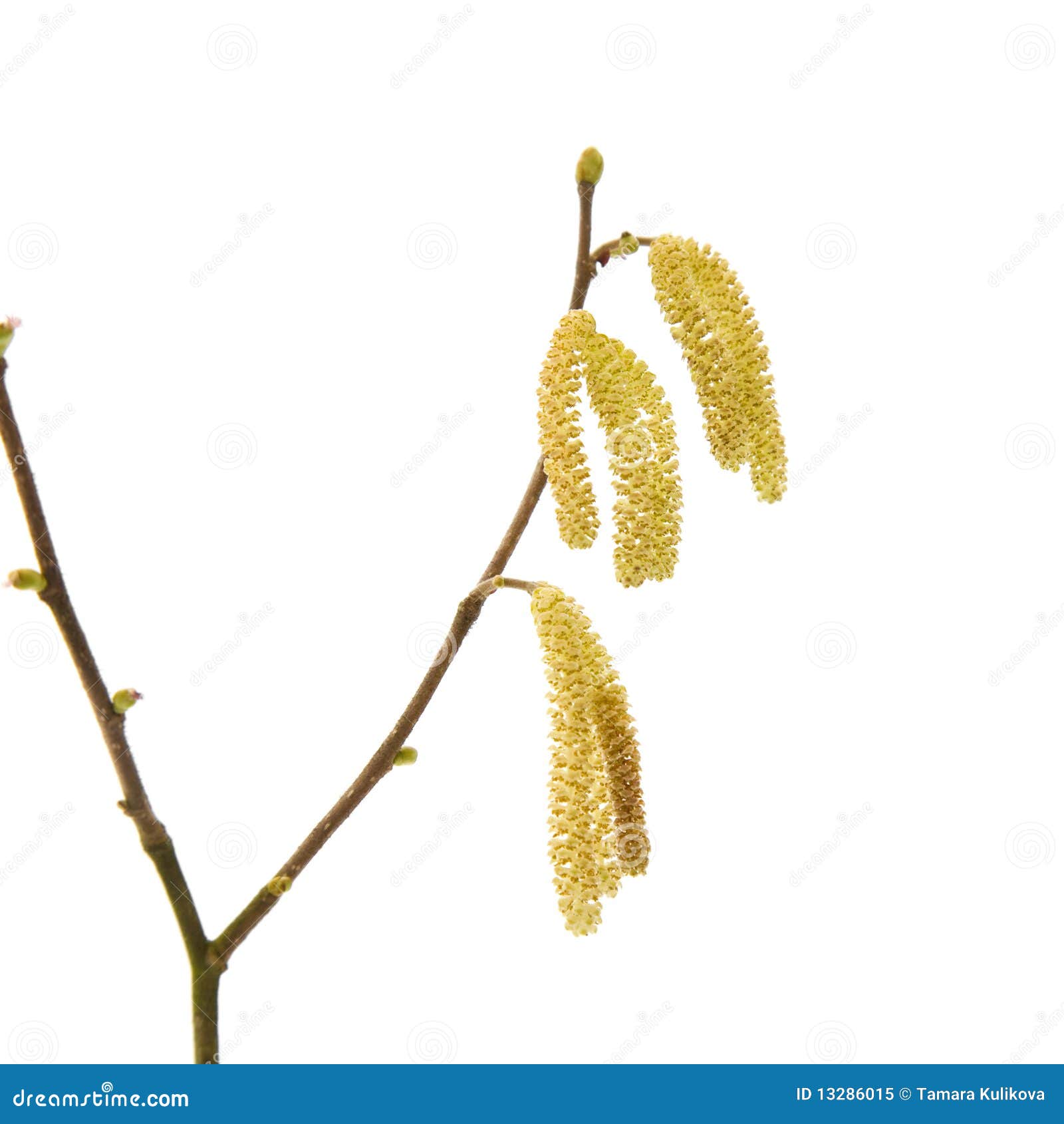 Common Hazel stock image. Image of male, common, white - 13286015