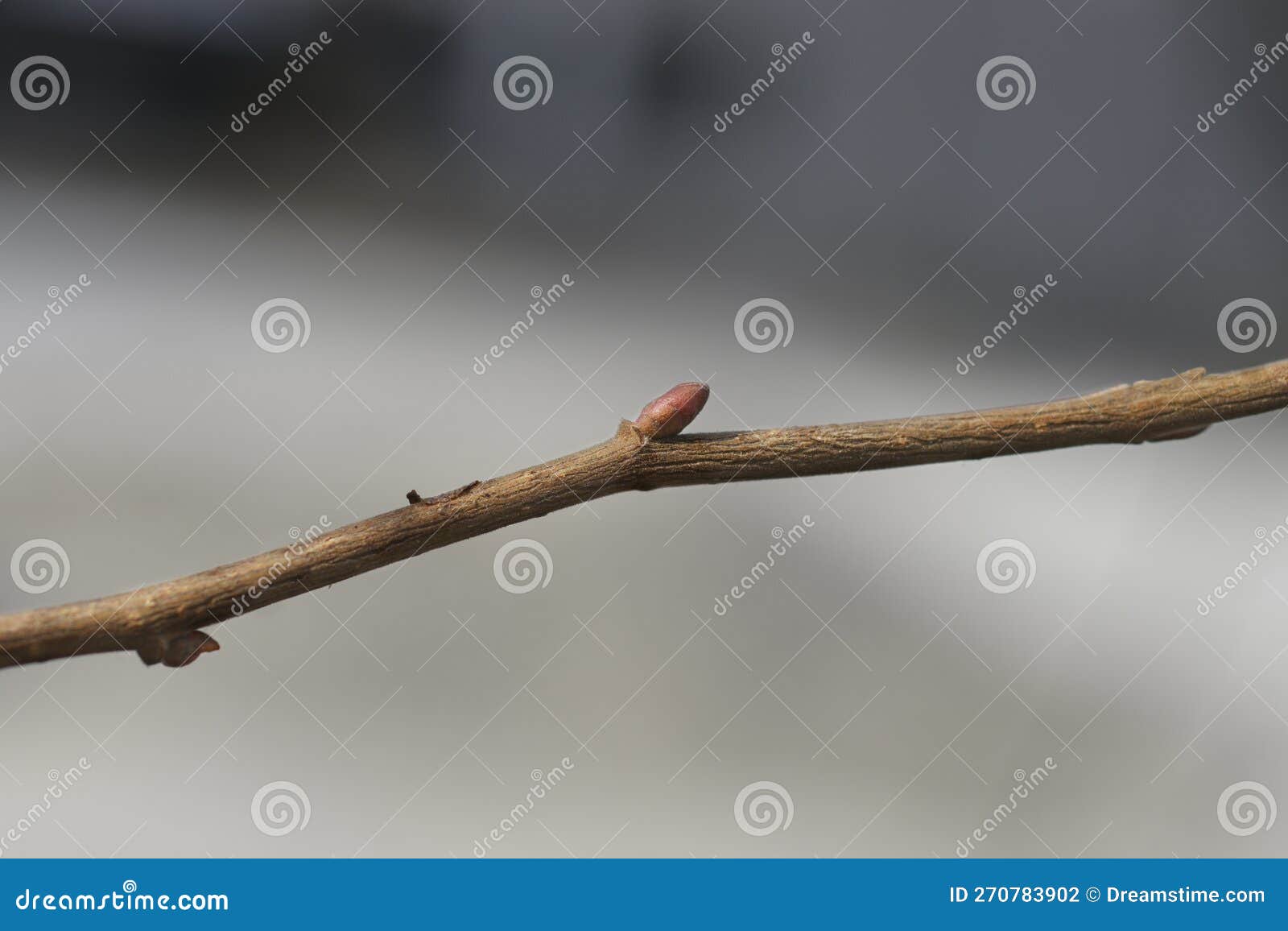 Common hazel stock photo. Image of outdoors, european - 270783902