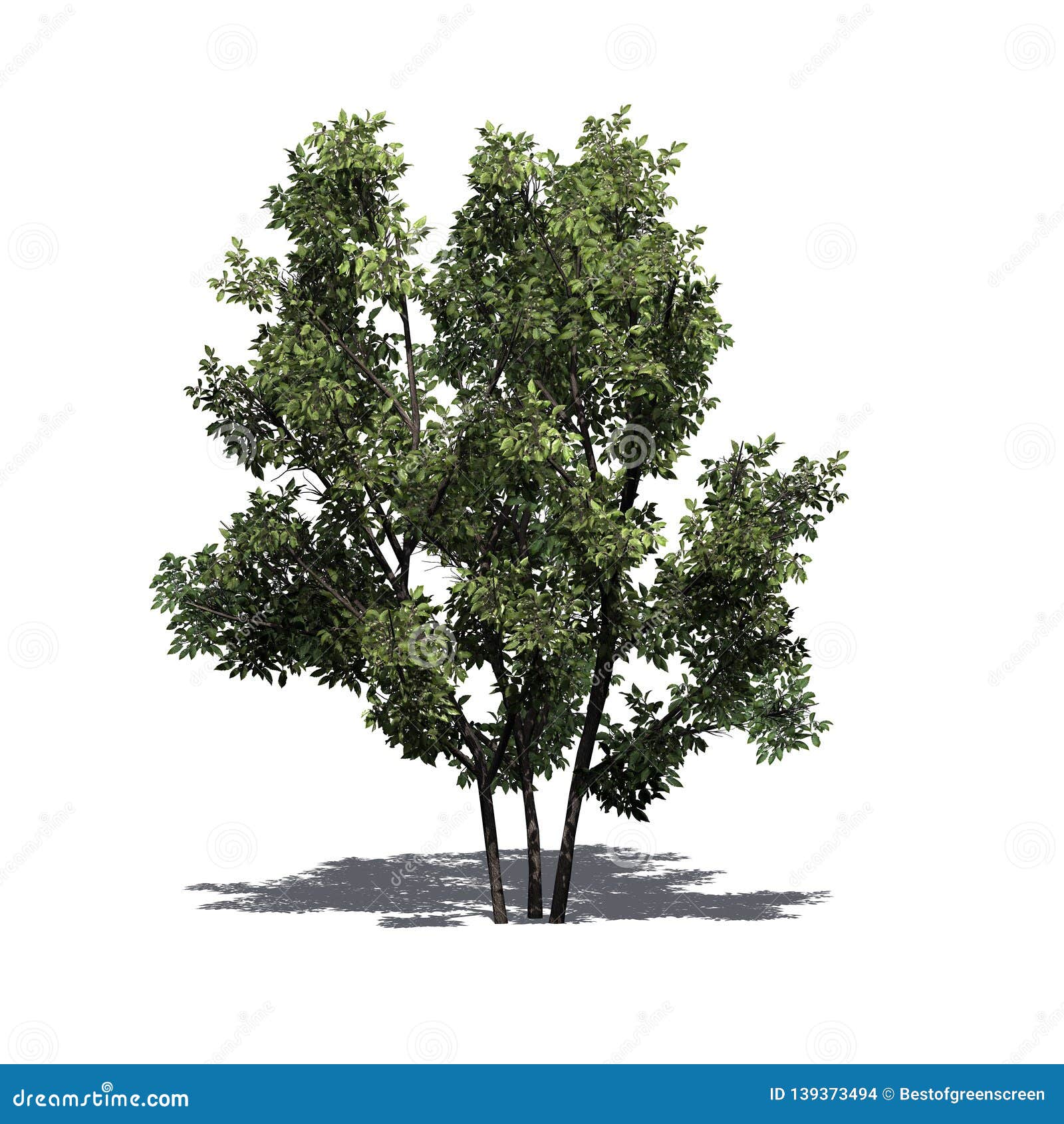 Common Hazel Bush With Shadow On The Floor Royalty-Free Stock Image ...