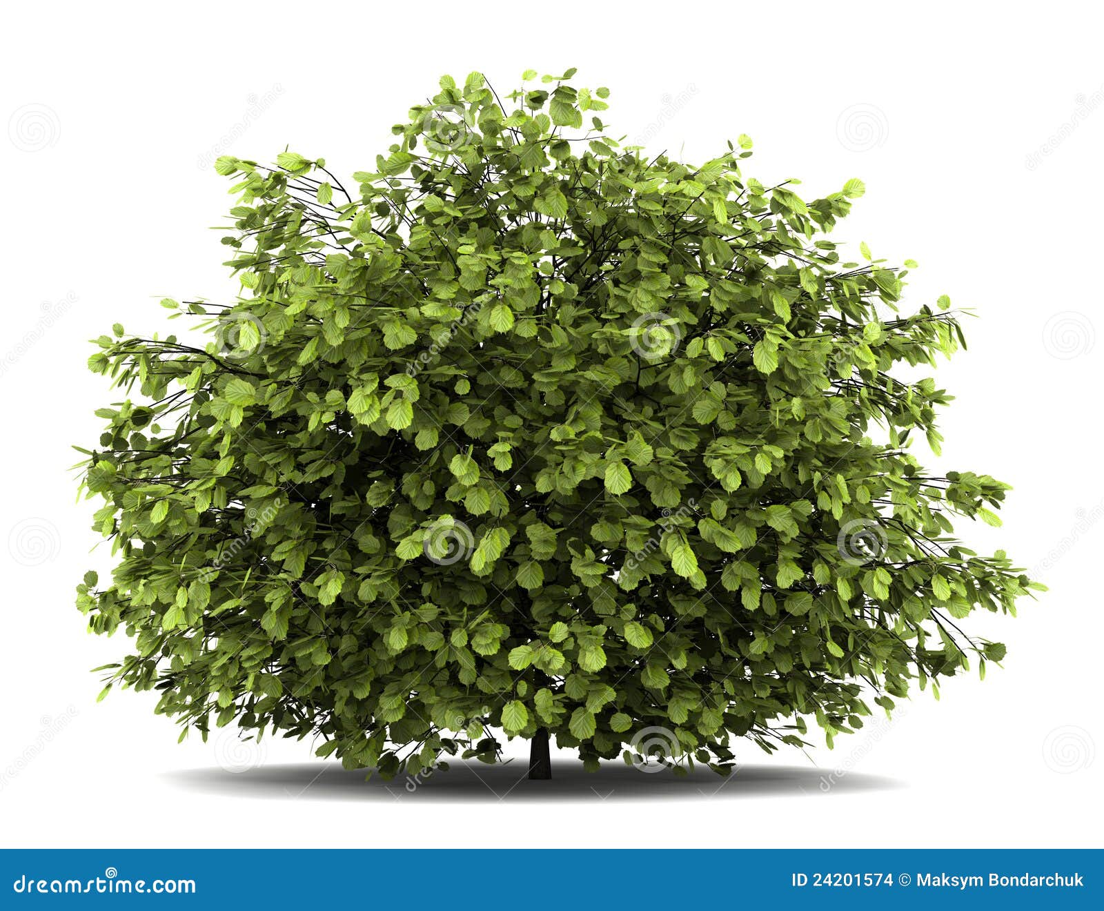 Hazel Stock Illustrations – 6,363 Hazel Stock Illustrations, Vectors ...