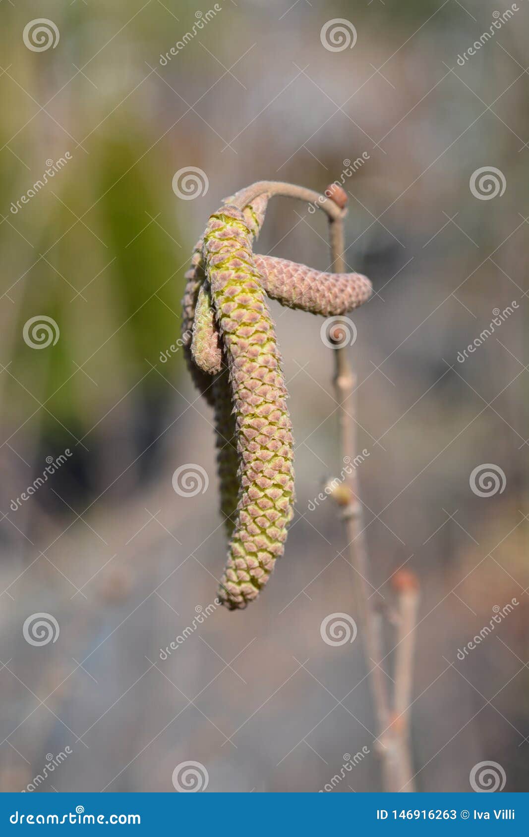 Common hazel stock image. Image of outdoors, spring - 146916263