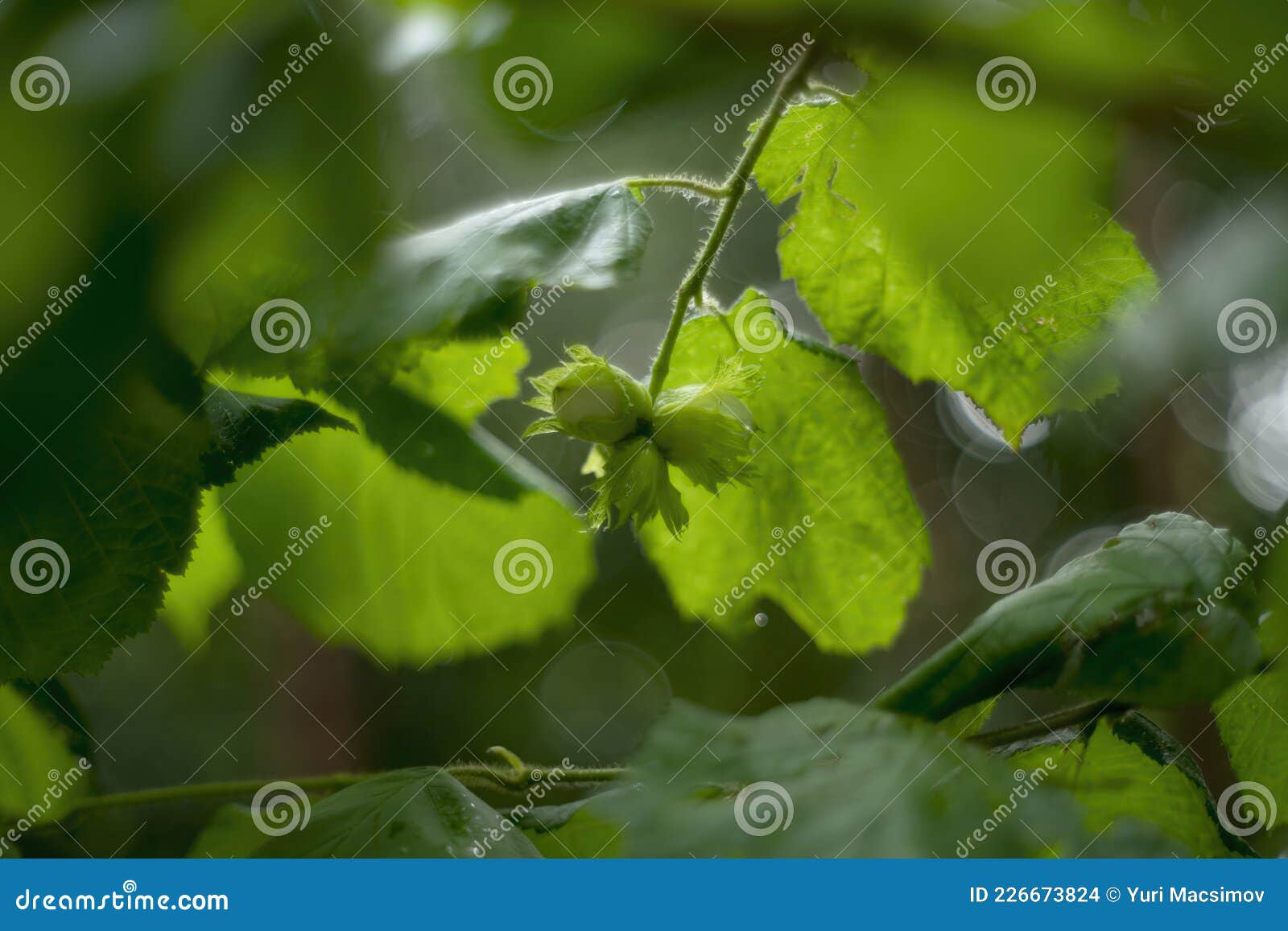Common Hazel or Corylus Avellana Stock Photo - Image of macro, depth ...