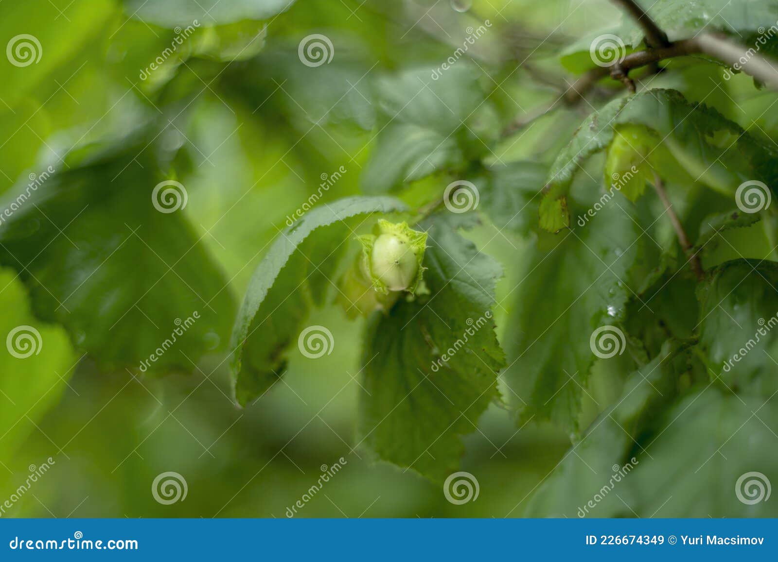 Common Hazel or Corylus Avellana Stock Image - Image of corylus, wild ...