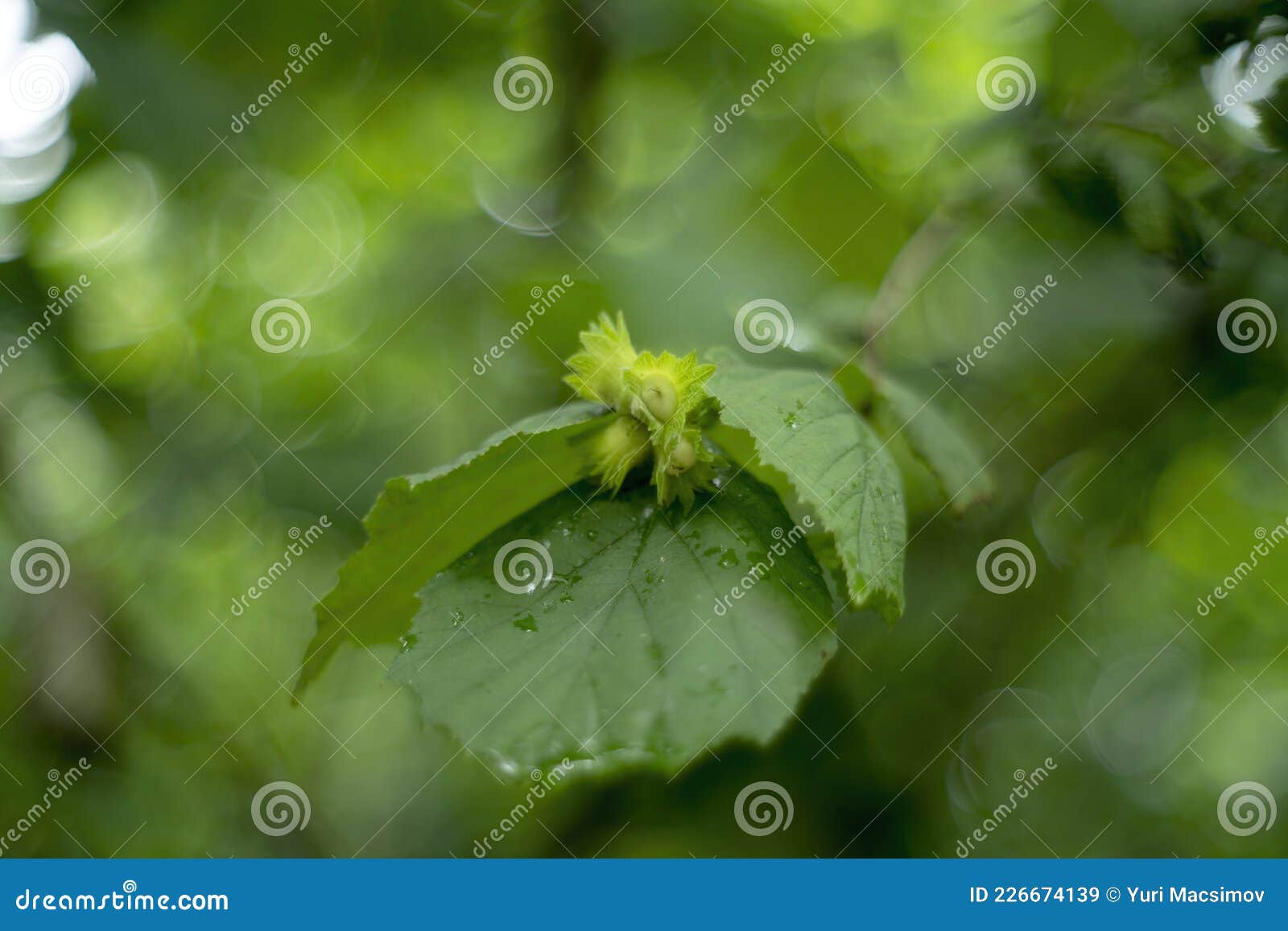 Common Hazel or Corylus Avellana Stock Image - Image of corylus ...