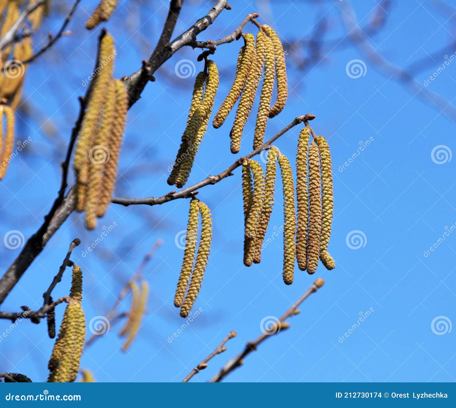 In the Spring, Hazel Corylus Avellana Blooms in the Forest Stock Photo ...