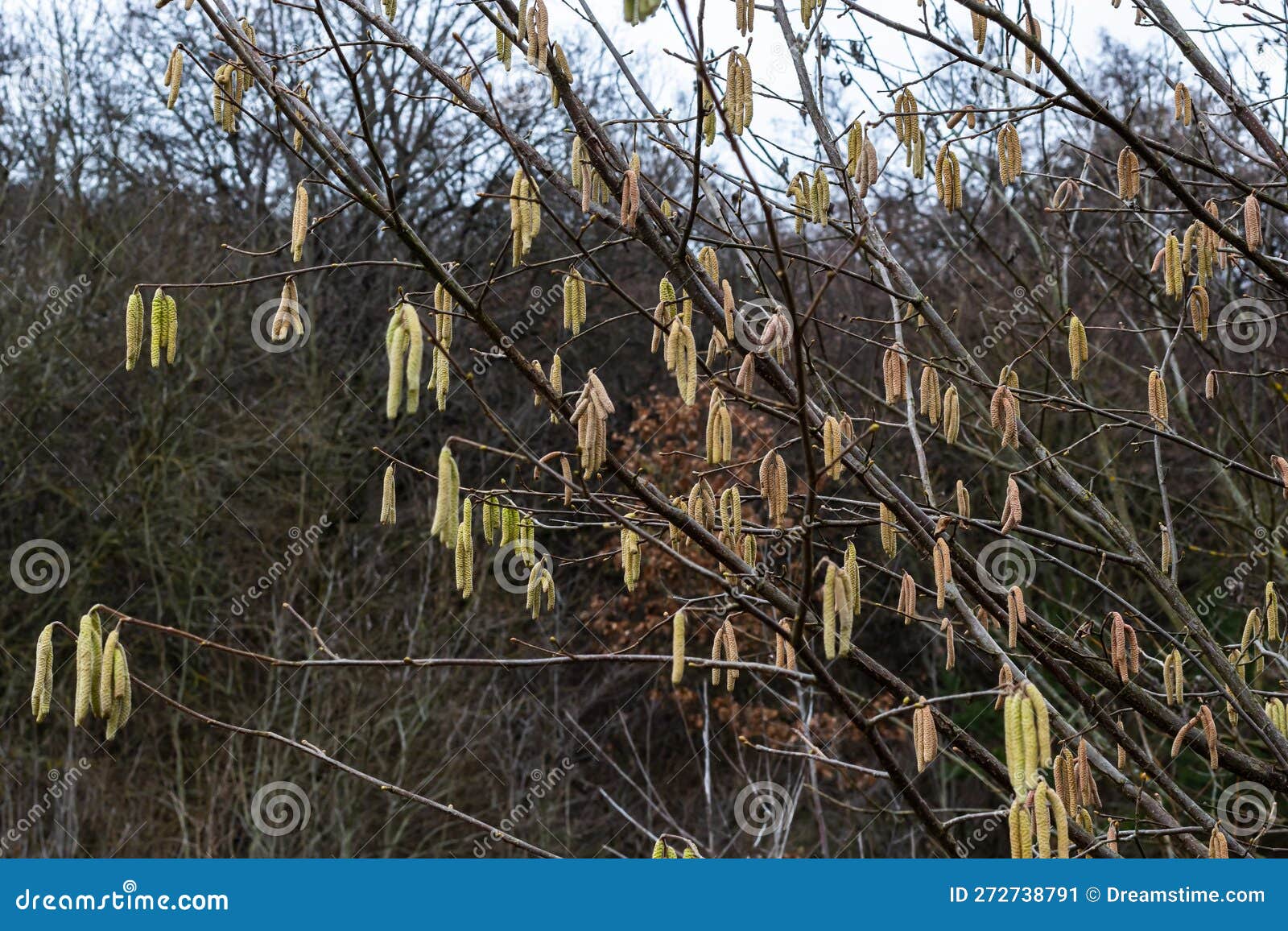 Common Hazel Corylus Avellana, in the Spring Blooms in the Forest Stock ...