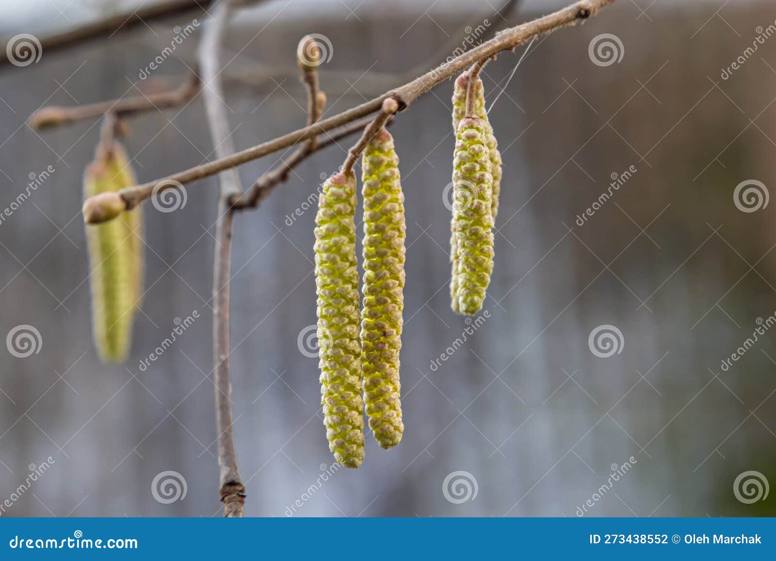 Common Hazel Corylus Avellana, in the Spring Blooms in the Forest Stock ...