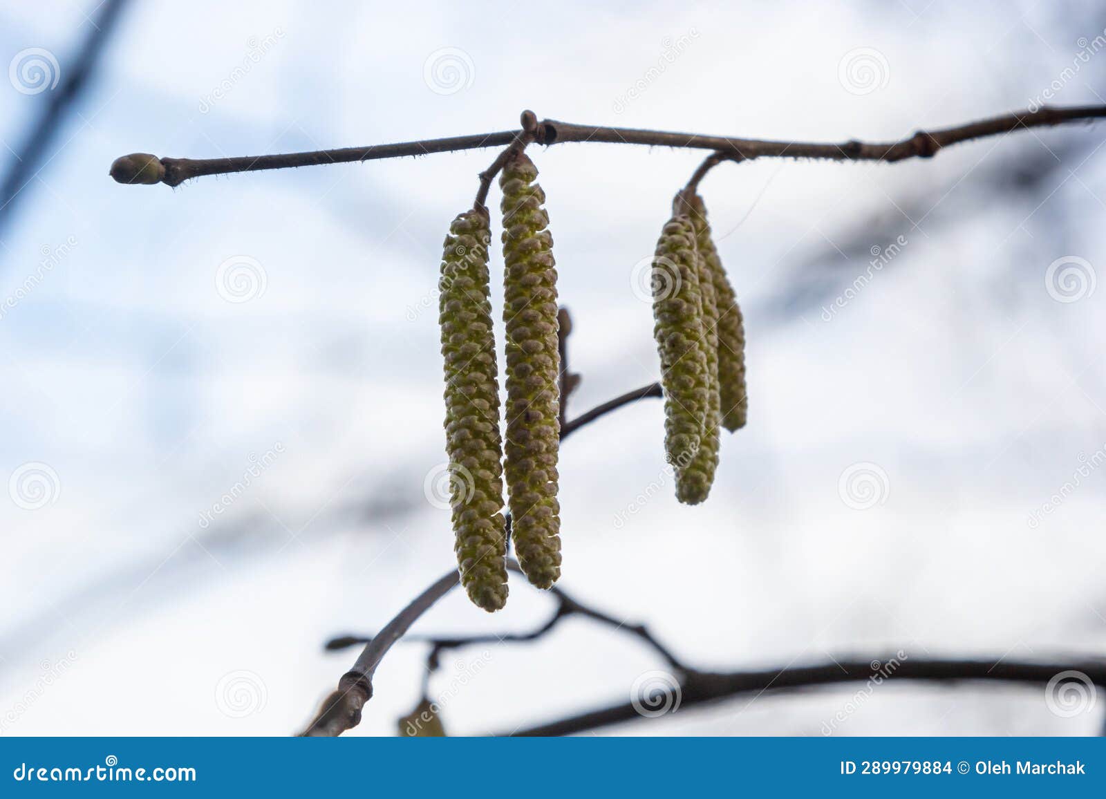 Common Hazel Corylus Avellana, in the Spring Blooms in the Forest Stock ...