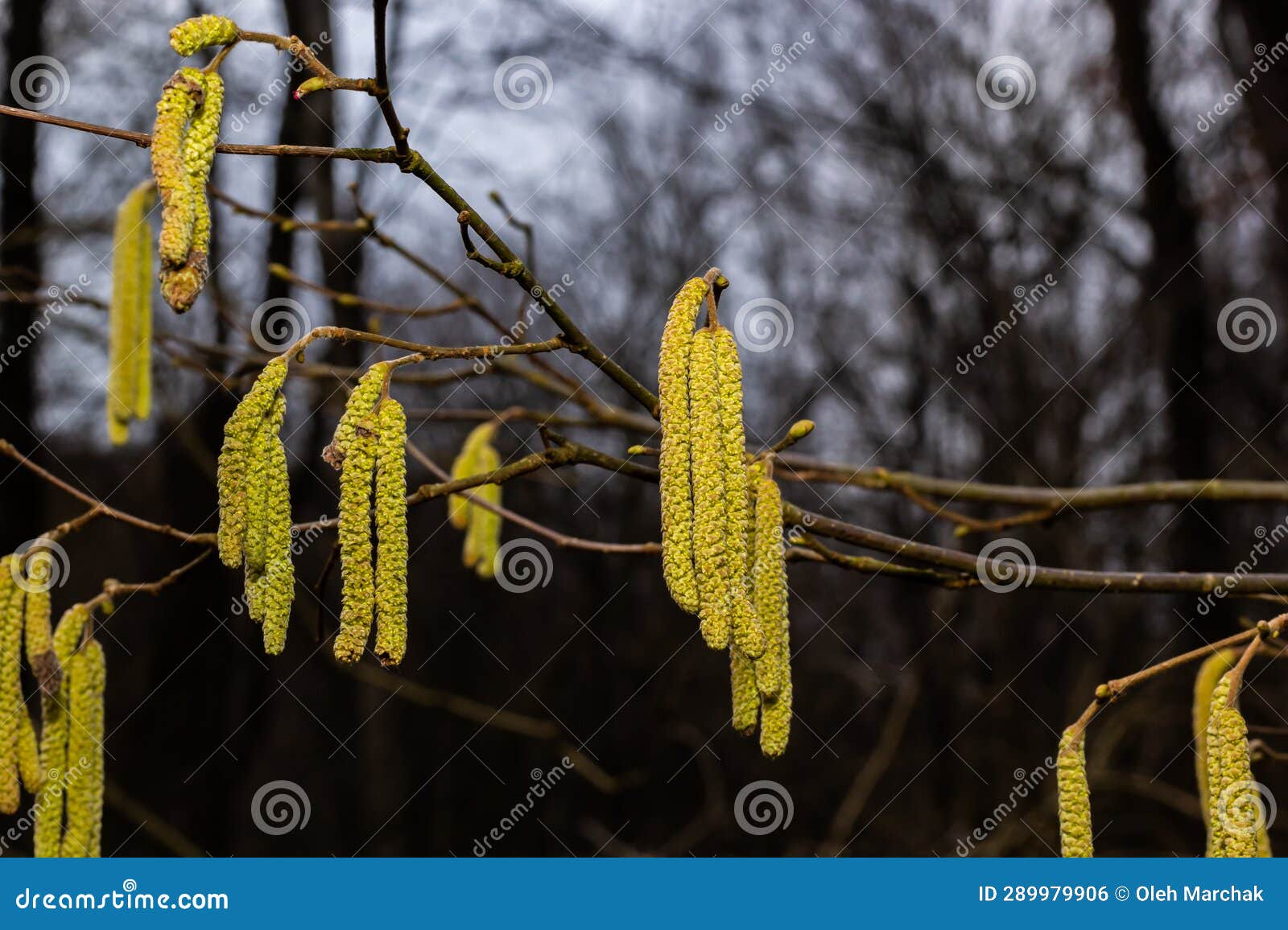 Common Hazel Corylus Avellana, in the Spring Blooms in the Forest Stock ...