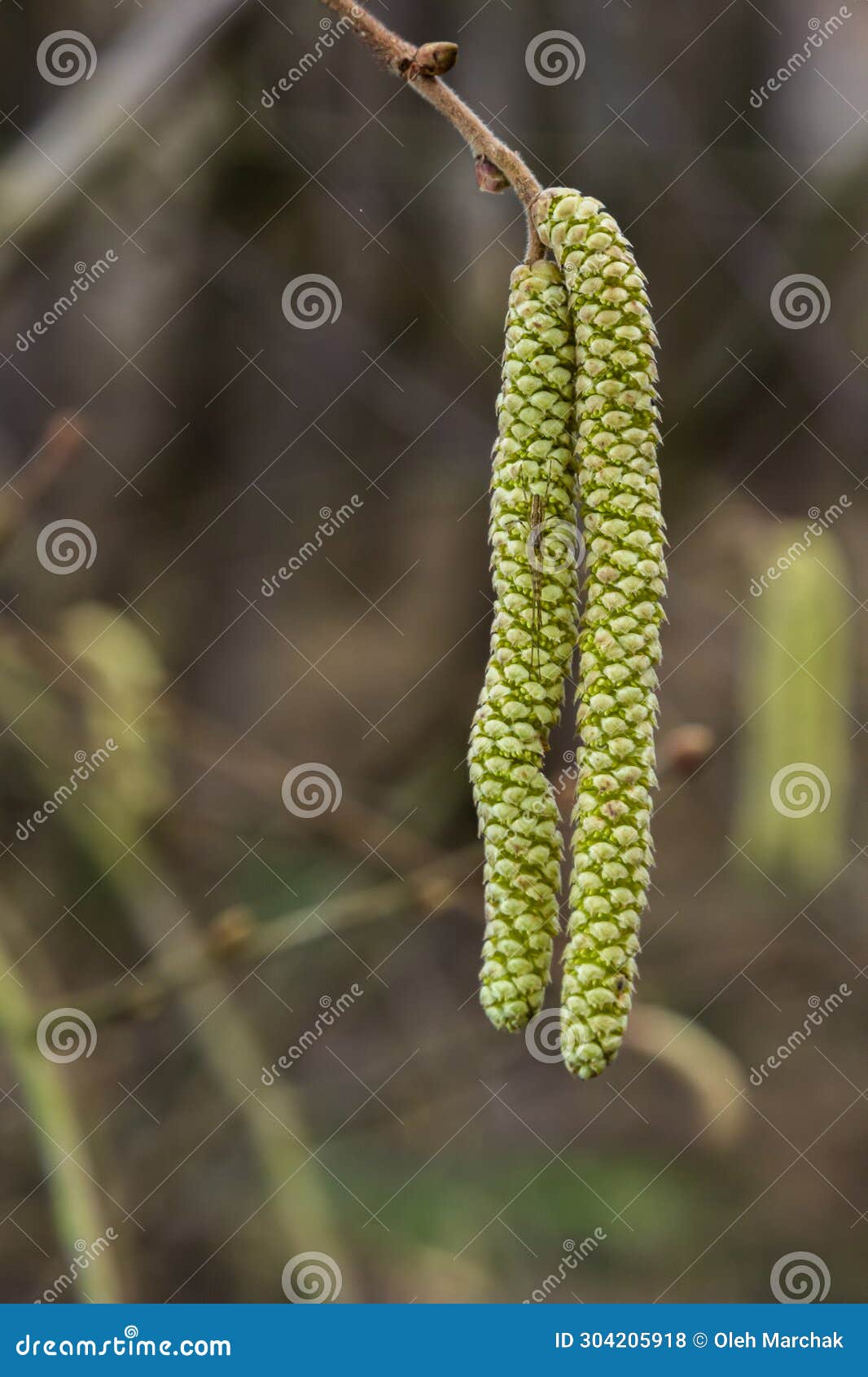Common Hazel Corylus Avellana, in the Spring Blooms in the Forest Stock ...