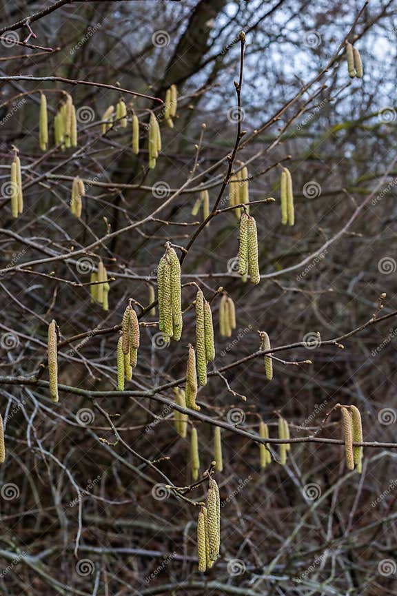 Common Hazel Corylus Avellana, in the Spring Blooms in the Forest Stock ...