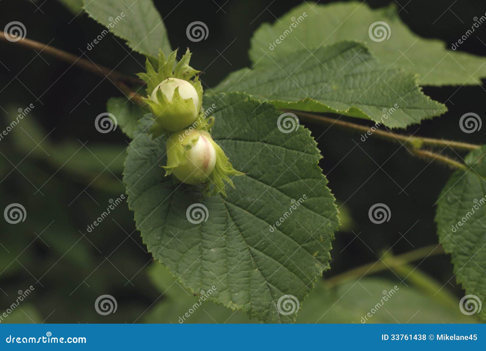 Common Hazel, Corylus Avellana, Stock Photo - Image of leaves, woodland ...