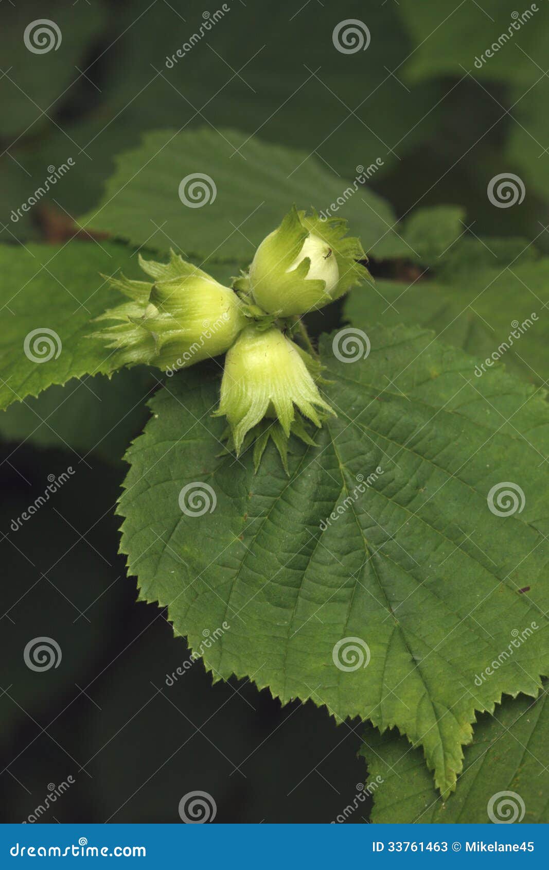 Common Hazel, Corylus Avellana, Stock Image - Image of branch, corylus ...