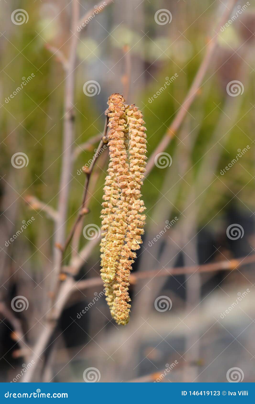 Common hazel stock image. Image of catkin, nature, branch - 146419123