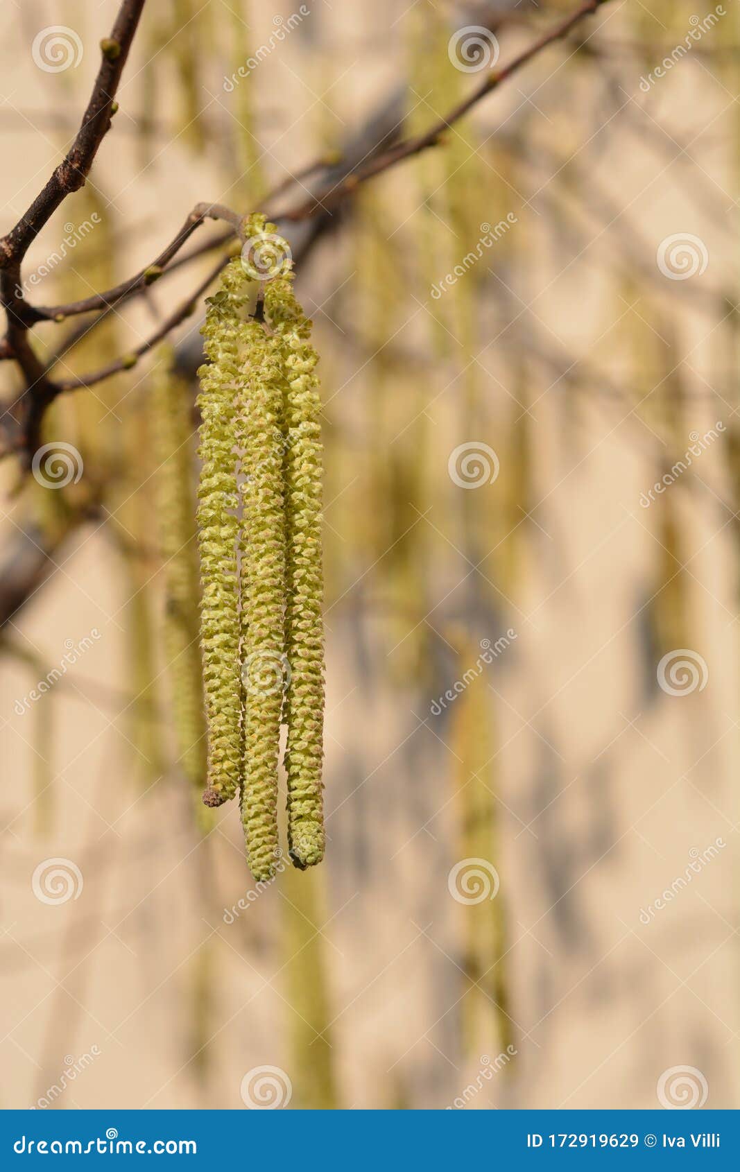 Common hazel stock image. Image of nature, catkin, plant - 172919629