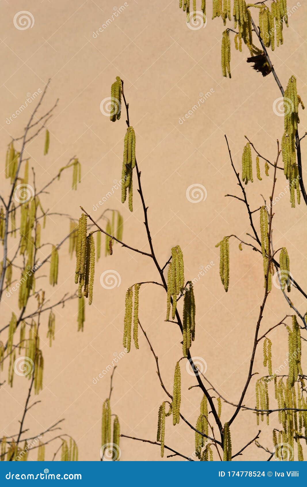 Common hazel stock photo. Image of close, flower, yellow - 174778524