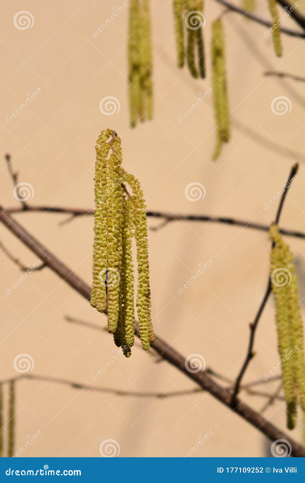 Common hazel stock photo. Image of outdoors, spring - 177109252