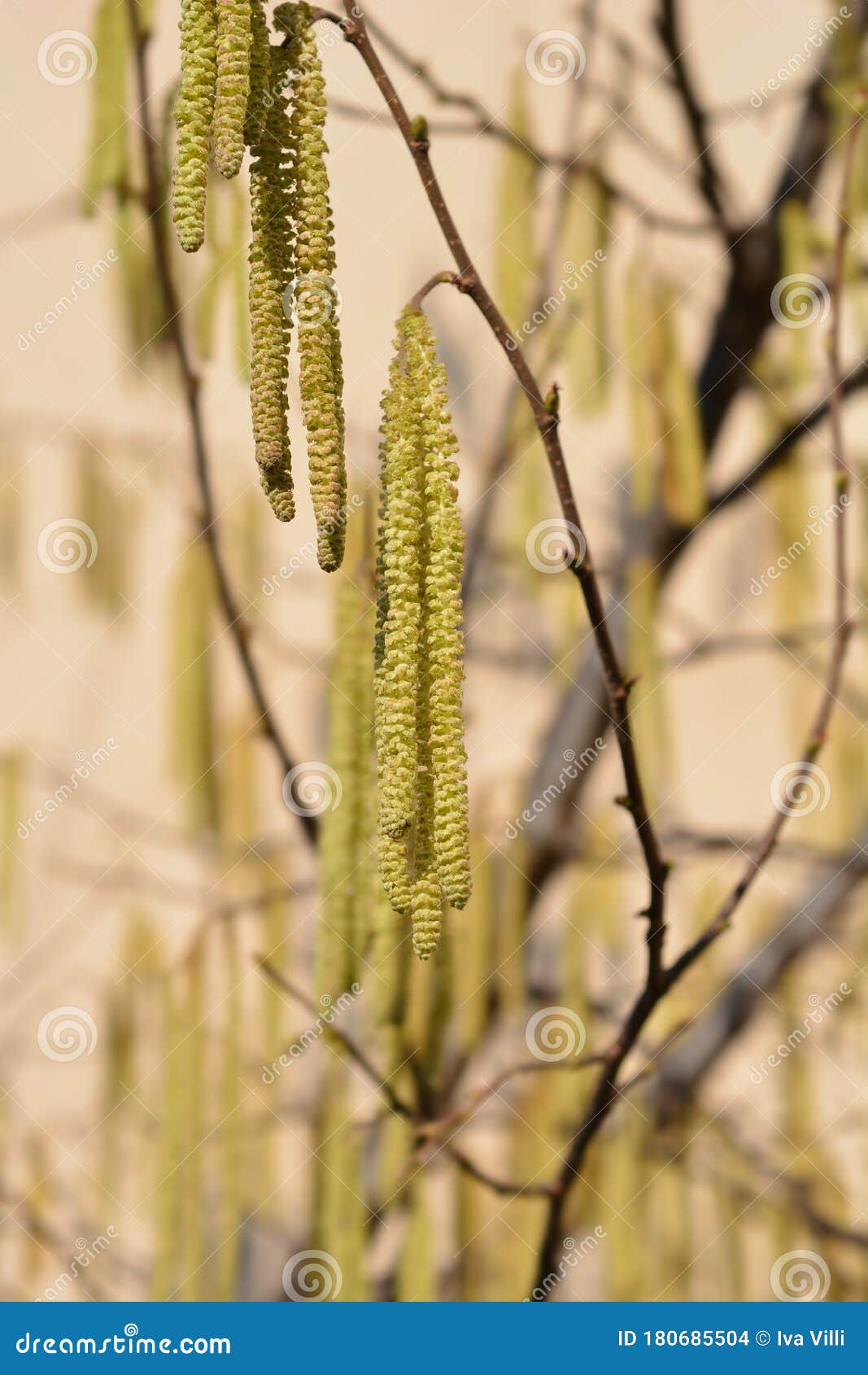 Common hazel stock photo. Image of close, branch, yellow - 180685504