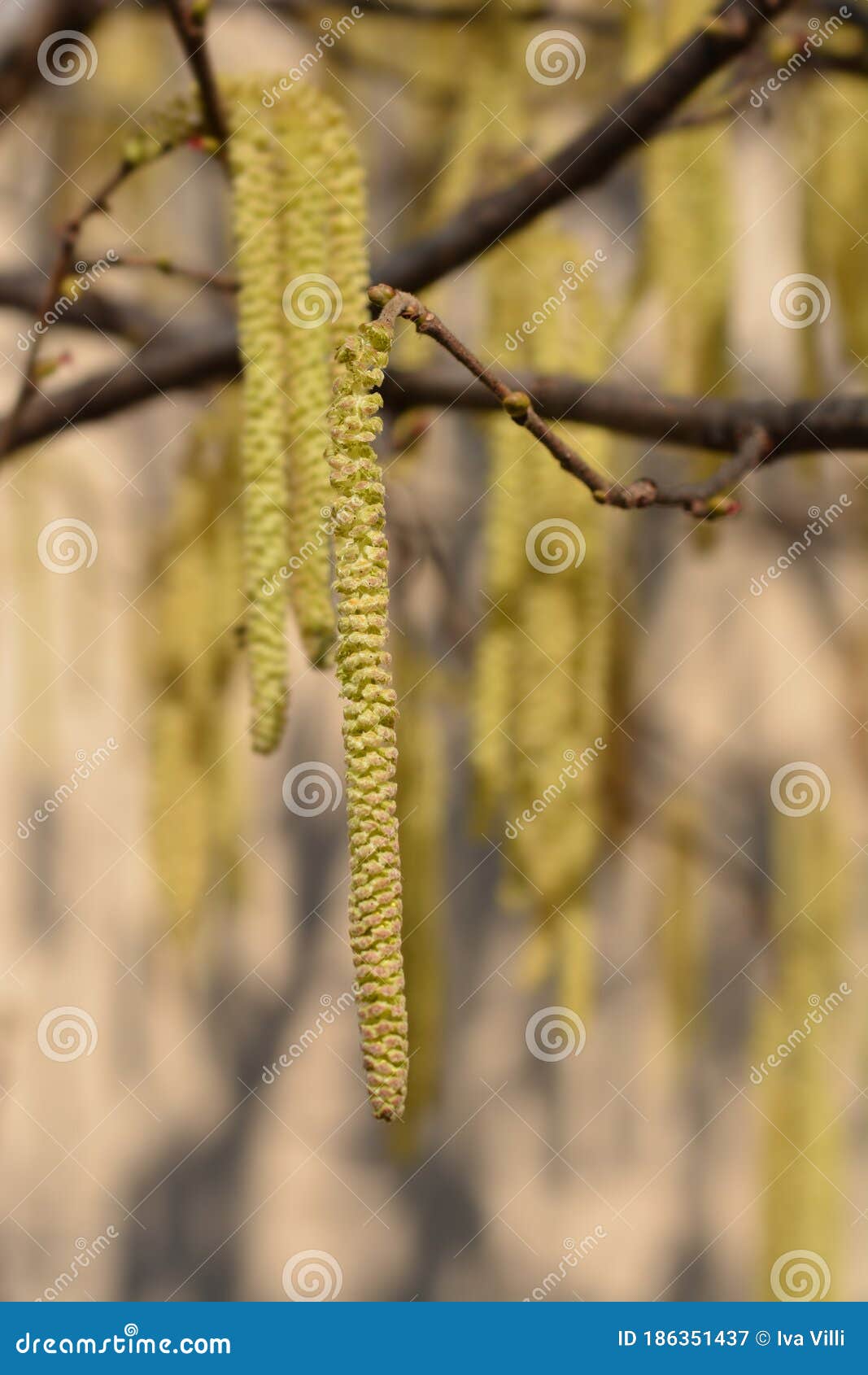 Common hazel stock image. Image of catkin, filbert, hazel - 186351437