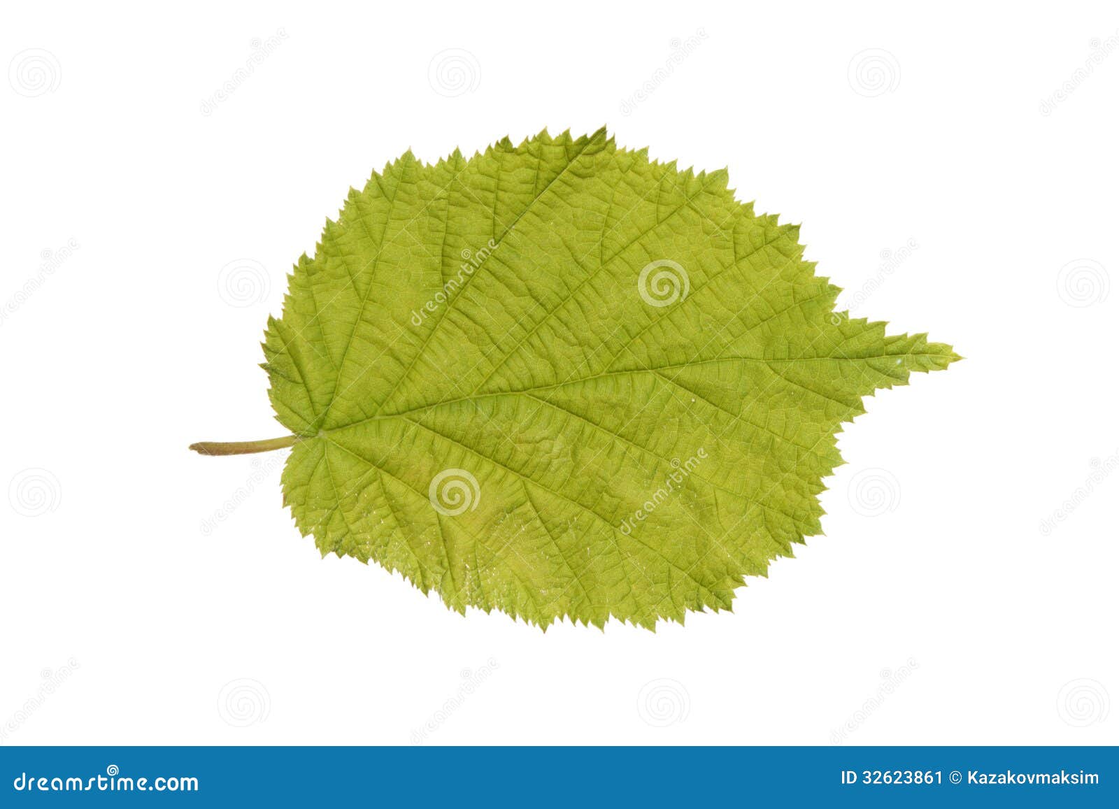 Common Hazel Leaf Isolated on White Stock Image - Image of toothed ...