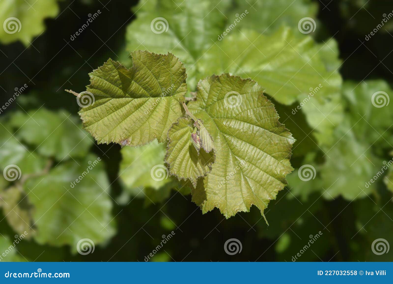 Common hazel stock photo. Image of branch, hazelnut - 227032558