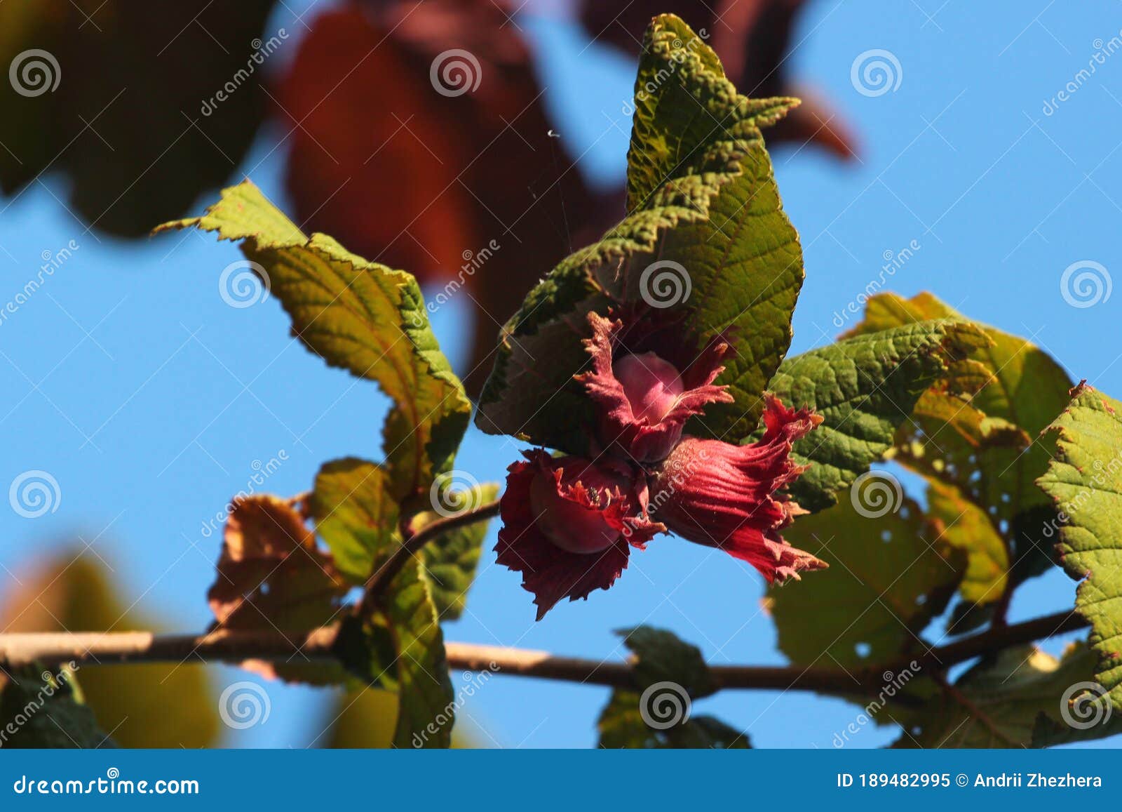 Common Hazelnut Tree, Green Leaves and Red Fruits Stock Image - Image ...