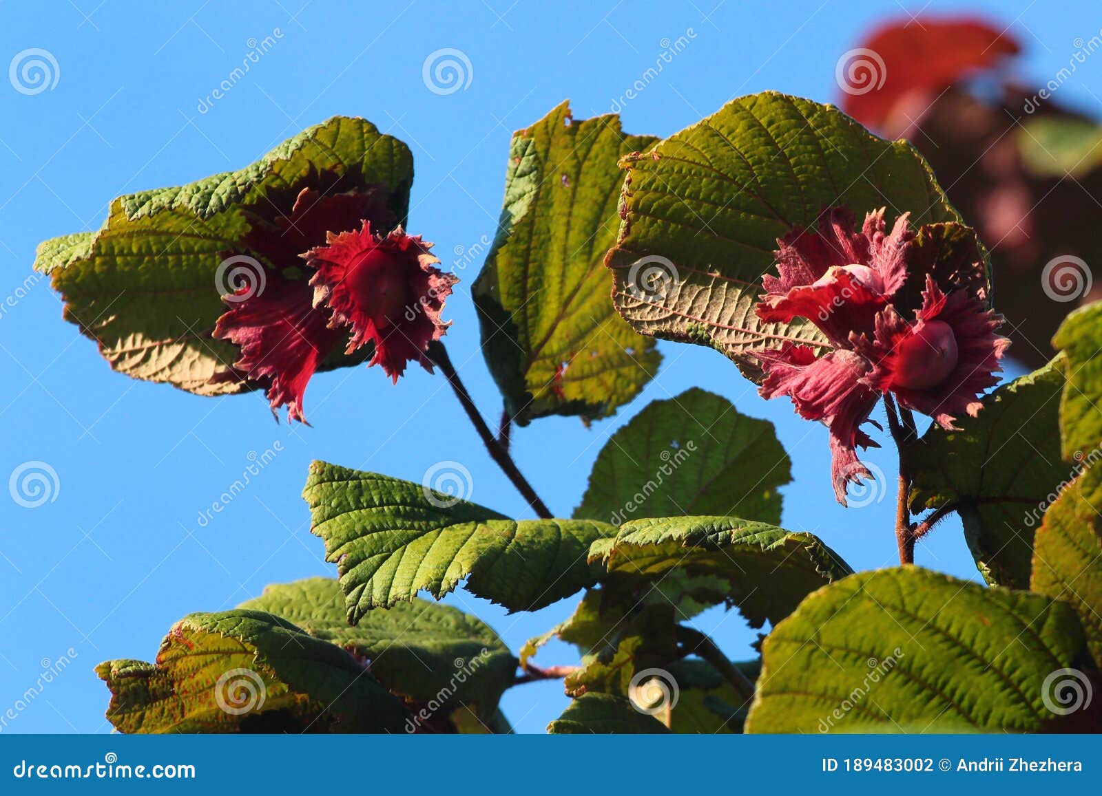Common Hazelnut Tree, Green Leaves and Red Fruits Stock Photo - Image ...