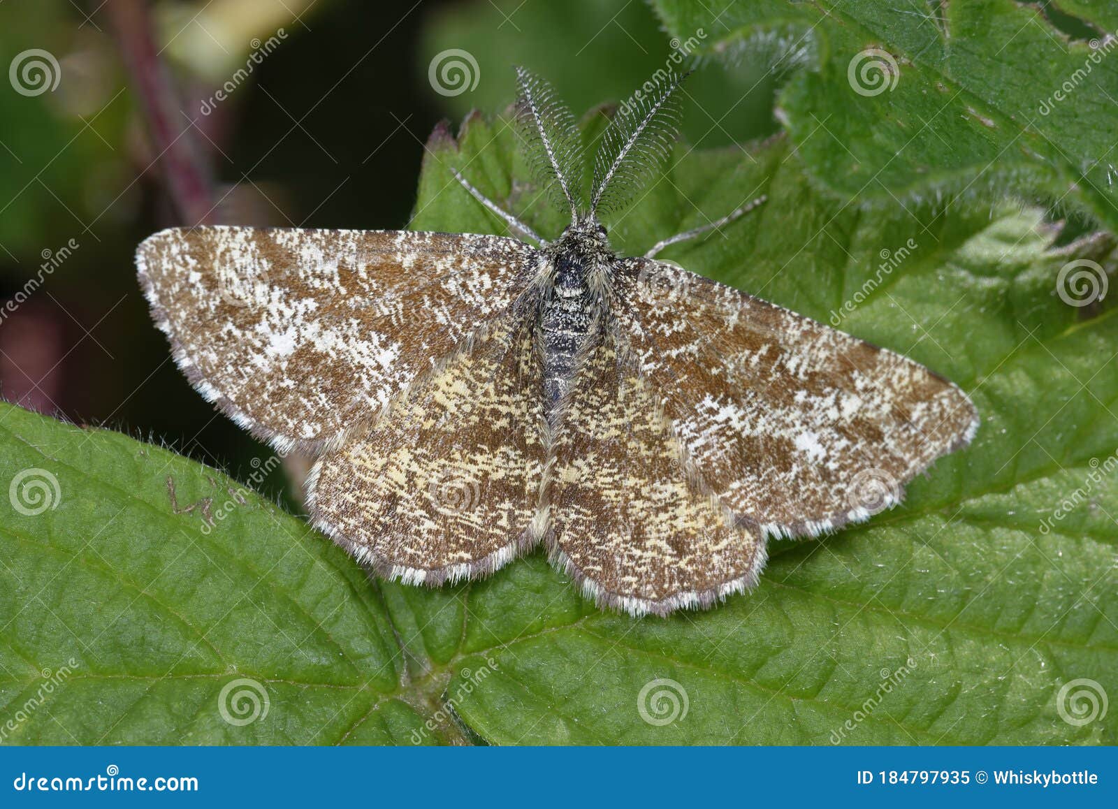 Common Heath Moth Stock Photo | CartoonDealer.com #207006828