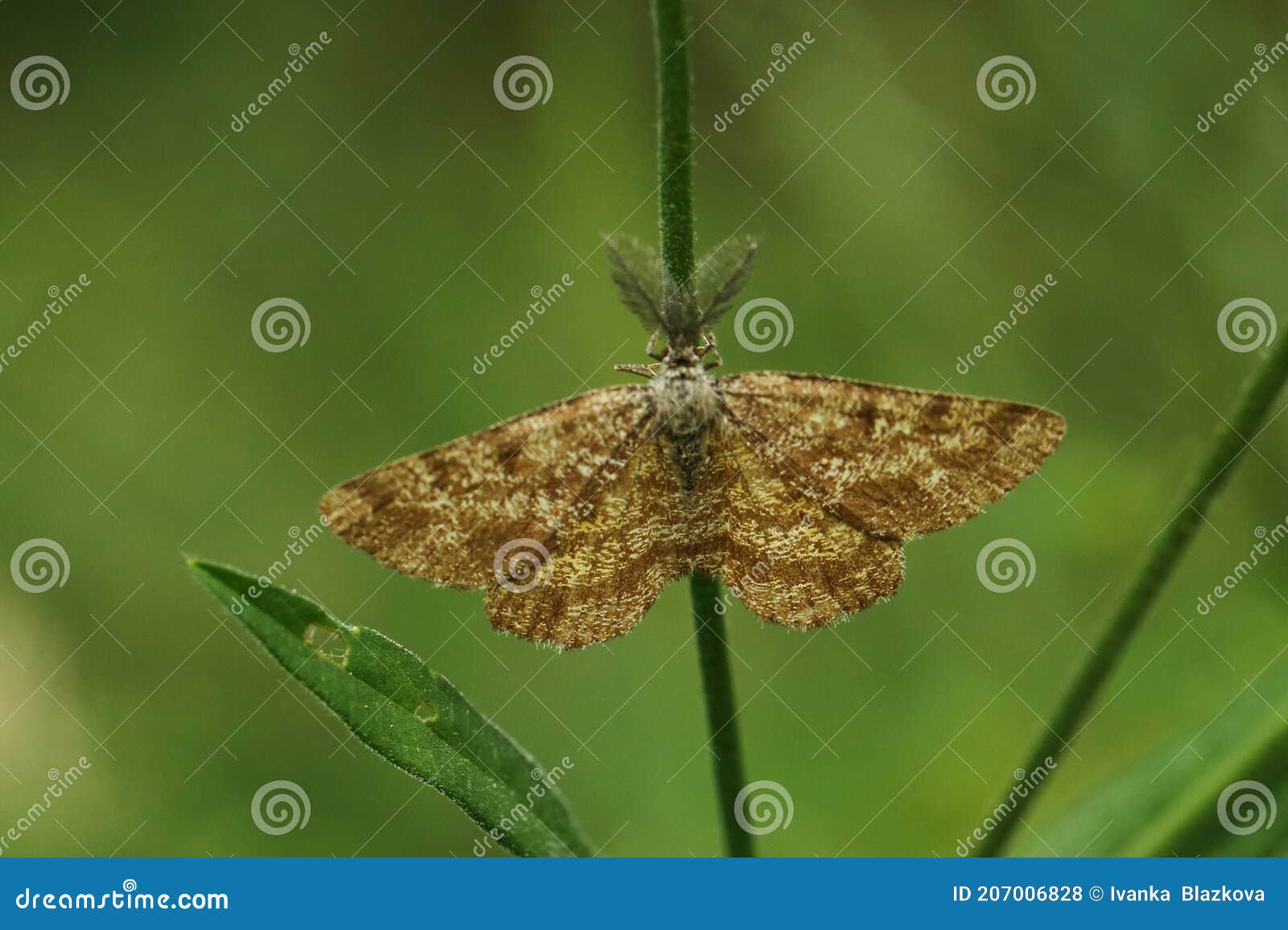 Common heath moth stock photo. Image of common, meadow - 207006828