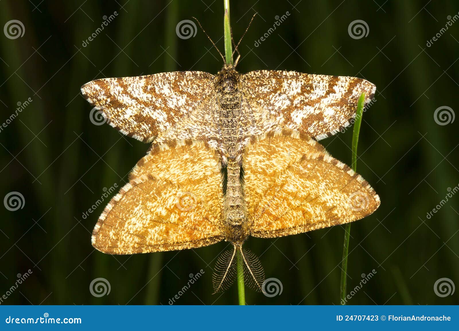 A Common Heath Moth Mating (Ematurga Atomaria) Stock Image - Image of ...