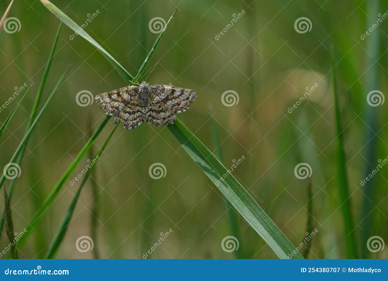 Common Heath Moth Stock Photo | CartoonDealer.com #207006828