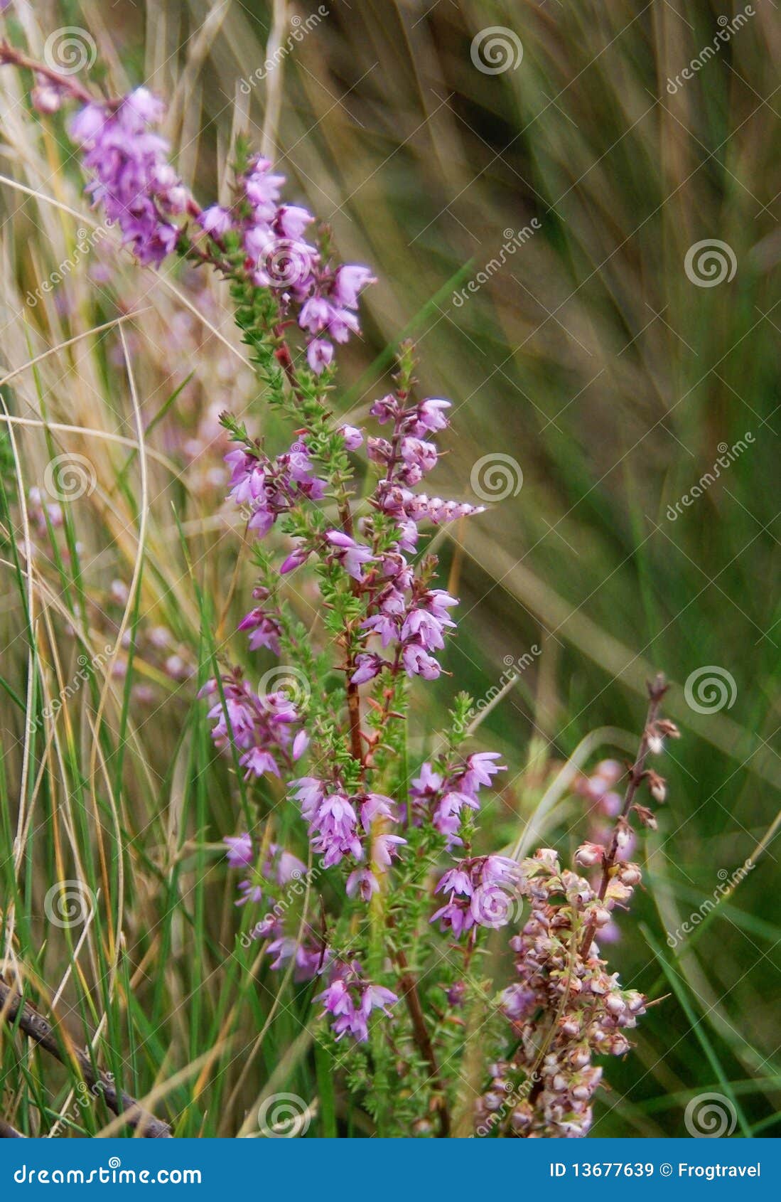 Common heather stock image. Image of beautiful, erica - 13677639